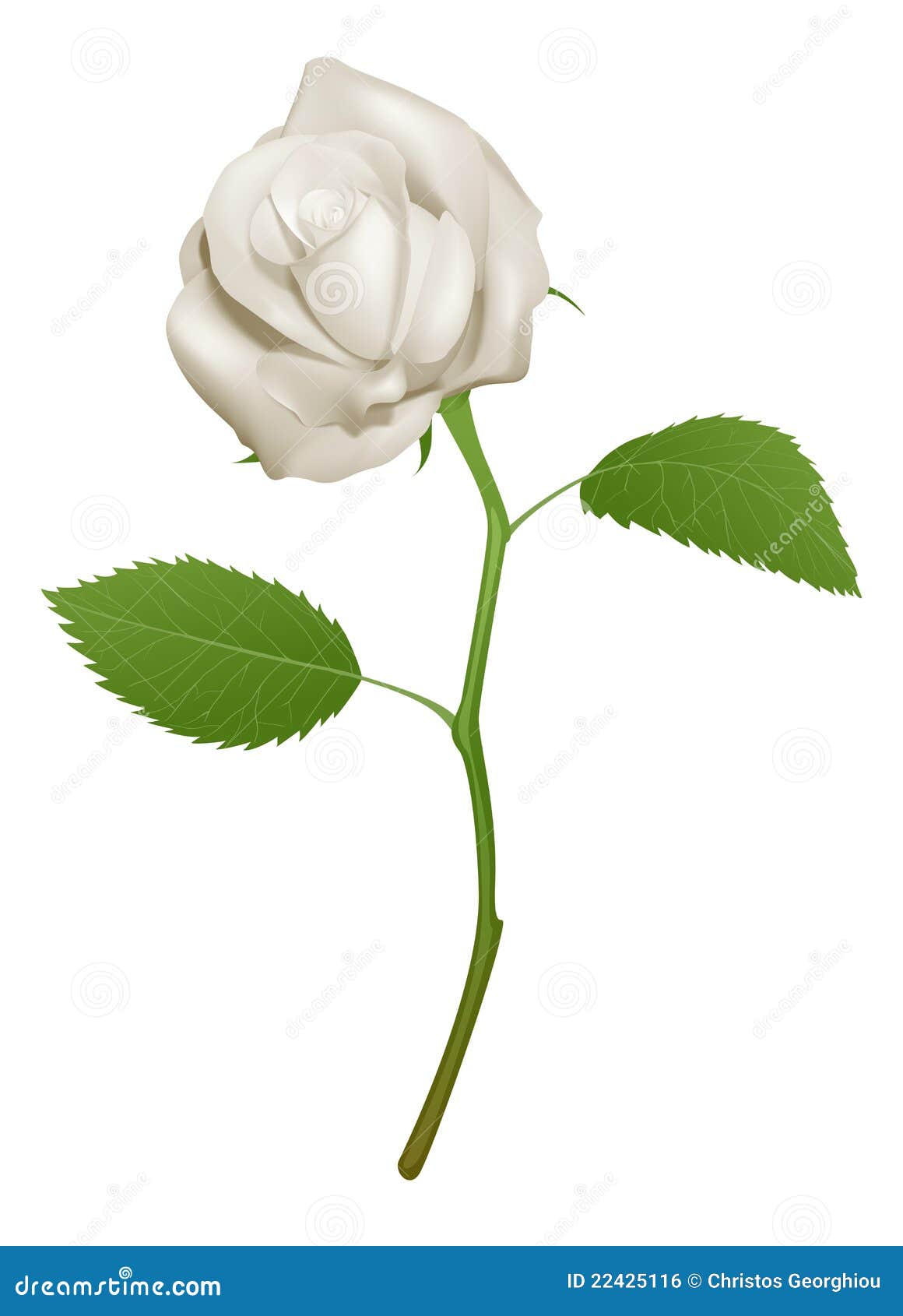 Illustration of a Beautiful White Rose Stock Vector - Illustration of ...