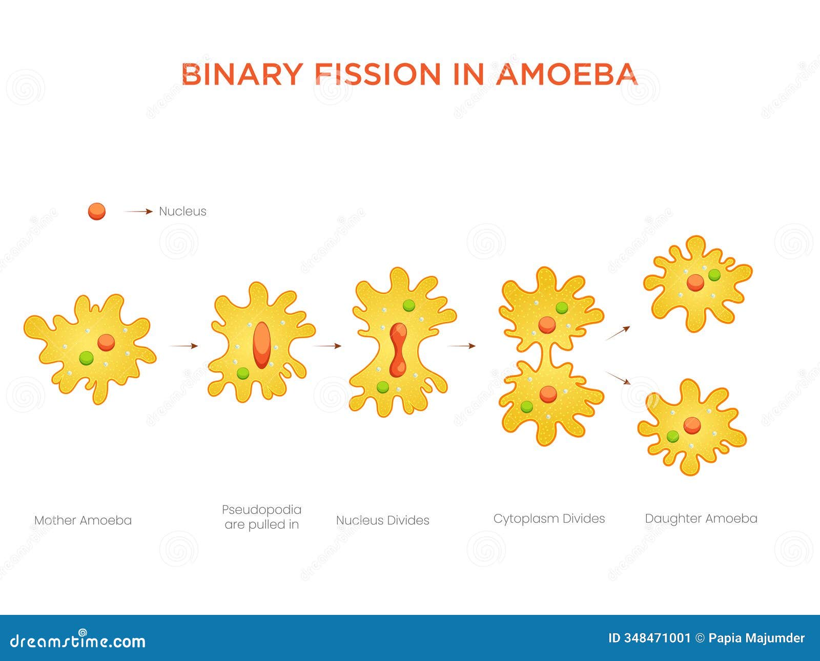 Binary Fission Process Of Bacteria Vector Illustration Diagram ... Binary Fission Process Of Bacteria Vector Illustration Diagram ...
