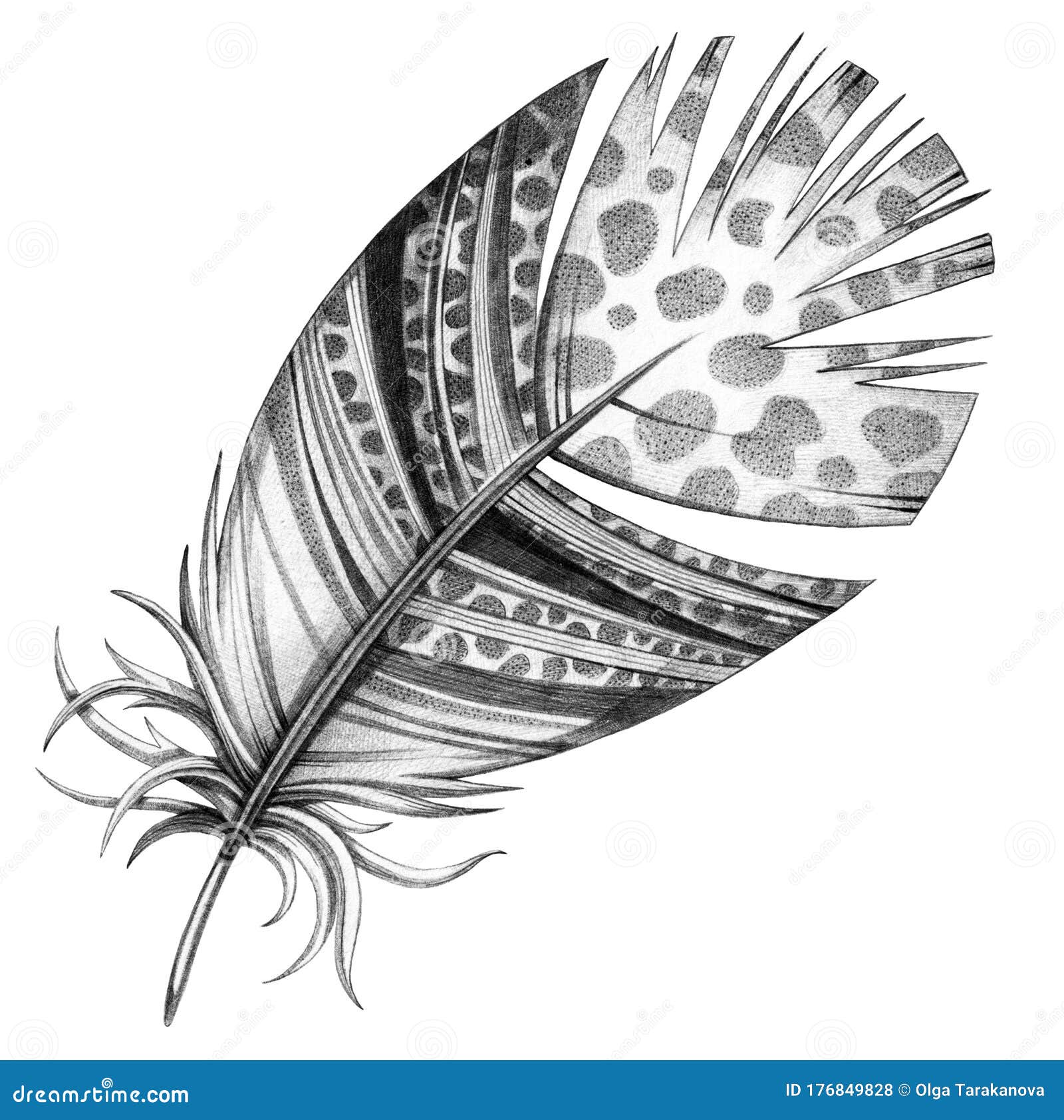 Illustration of Bird Feather Stock Illustration - Illustration of white ...
