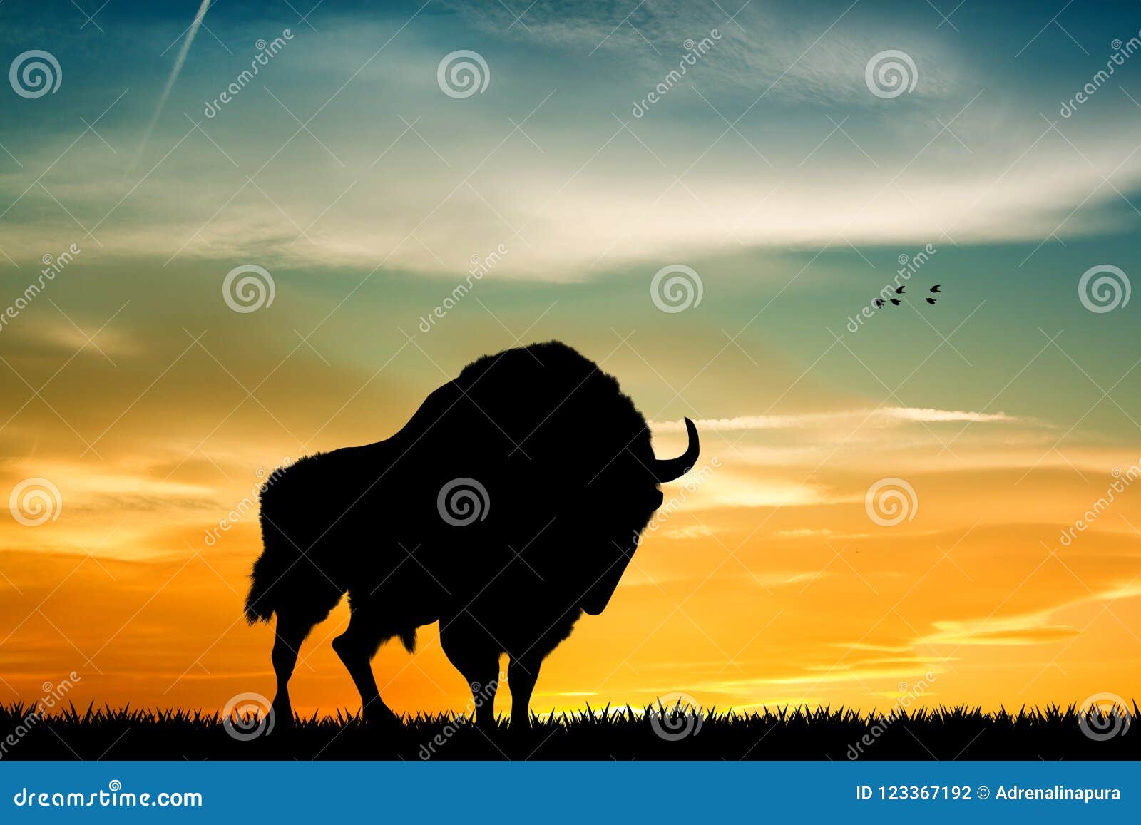 Bison at sunset stock illustration. Illustration of bison - 123367192