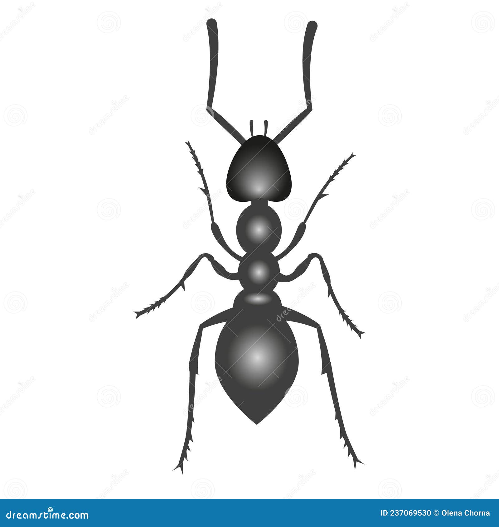 Illustration of a Black Ant. Insect Top View Isolated on White ...