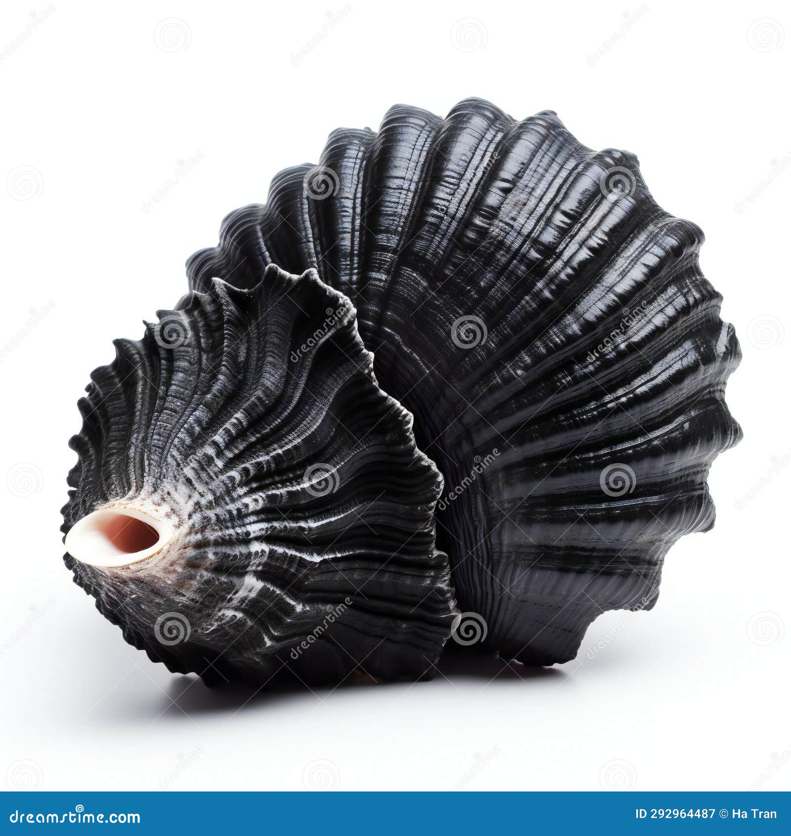 Black Seashell Isolated on White Background Stock Illustration ...