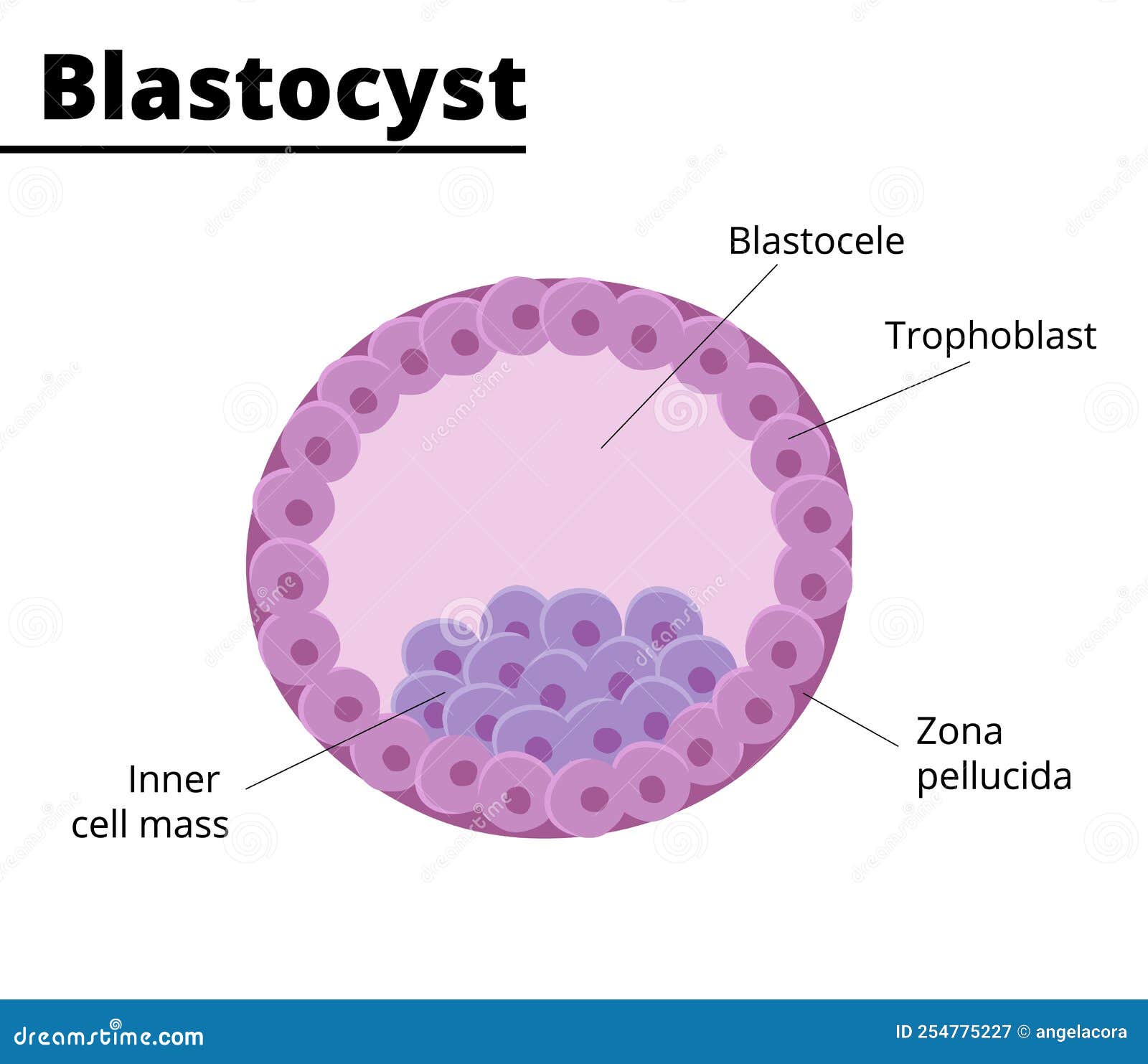 Illustration of the Blastocyst Structure Stock Vector - Illustration of ...