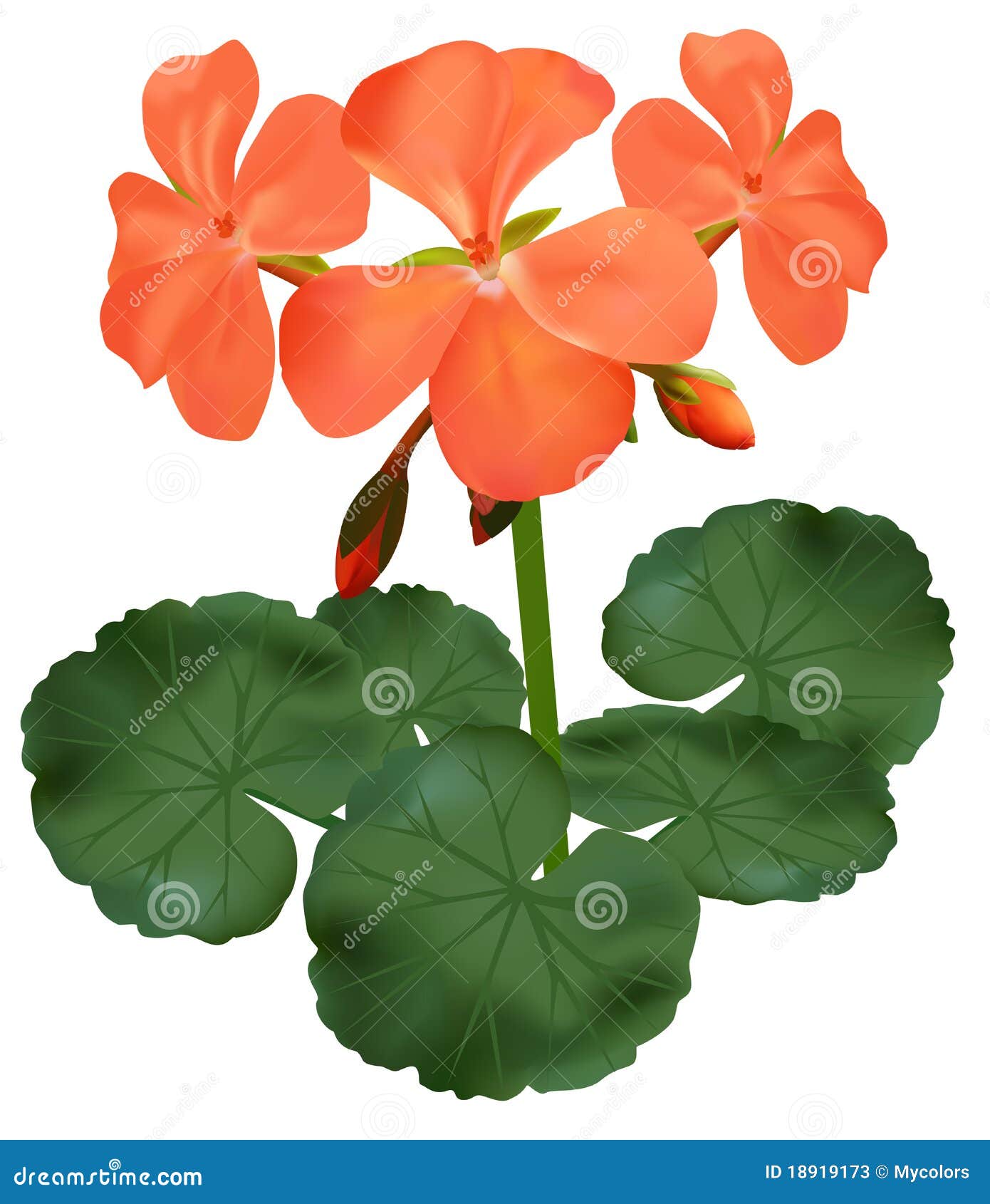 Illustration of Blooming Geranium - Vector Stock Vector - Illustration ...
