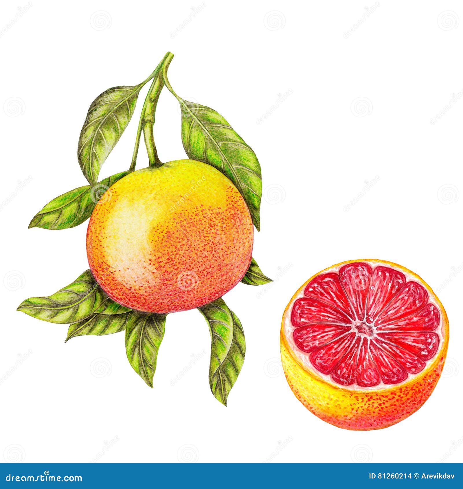 Illustration Botanique D'isolement De Pamplemousse Illustration Stock ...