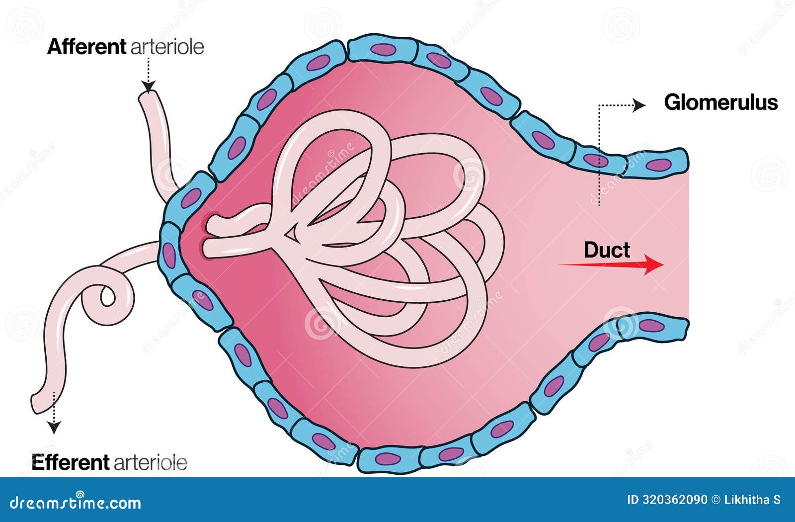 Illustration of Bowman S Capsule on White Background Showing Renal ...