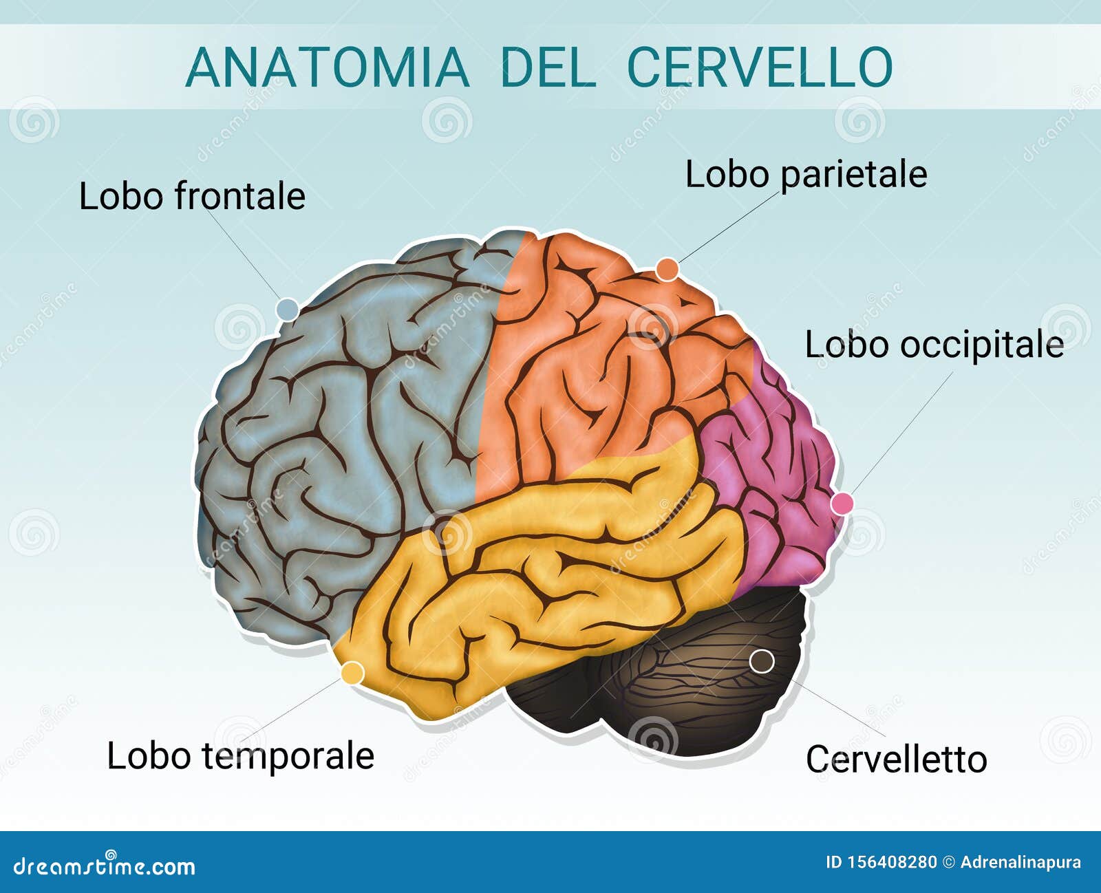 Illustration of Brain Anatomy Stock Illustration - Illustration of ...