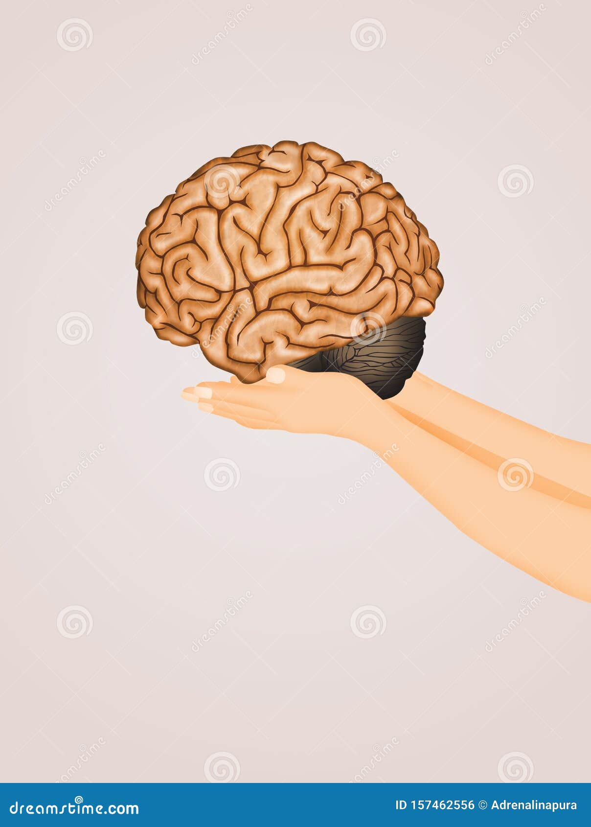 The brain in hands stock illustration. Illustration of thought - 157462556