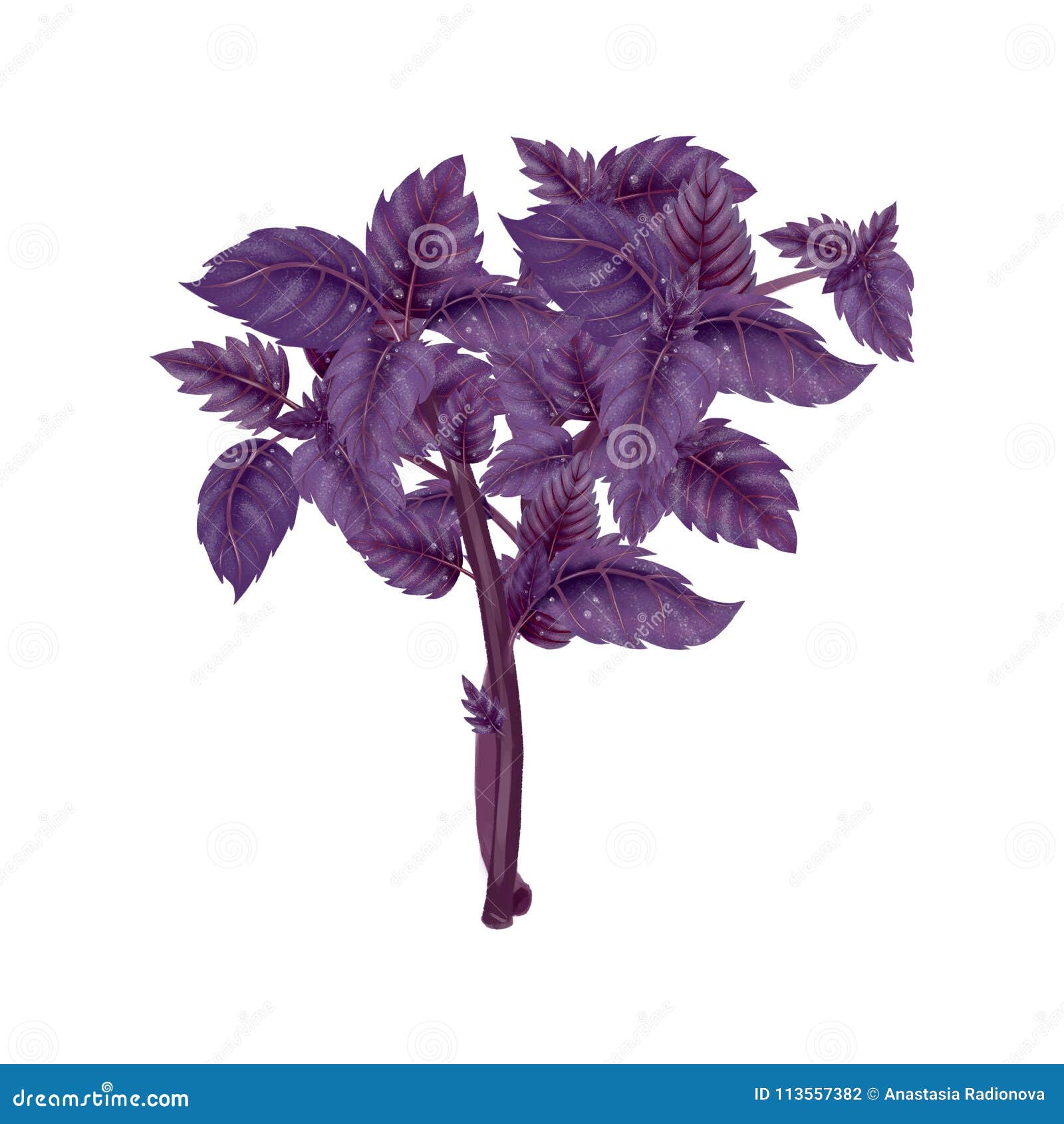 Illustration of a Bunch of a Red Basil Stock Illustration ...