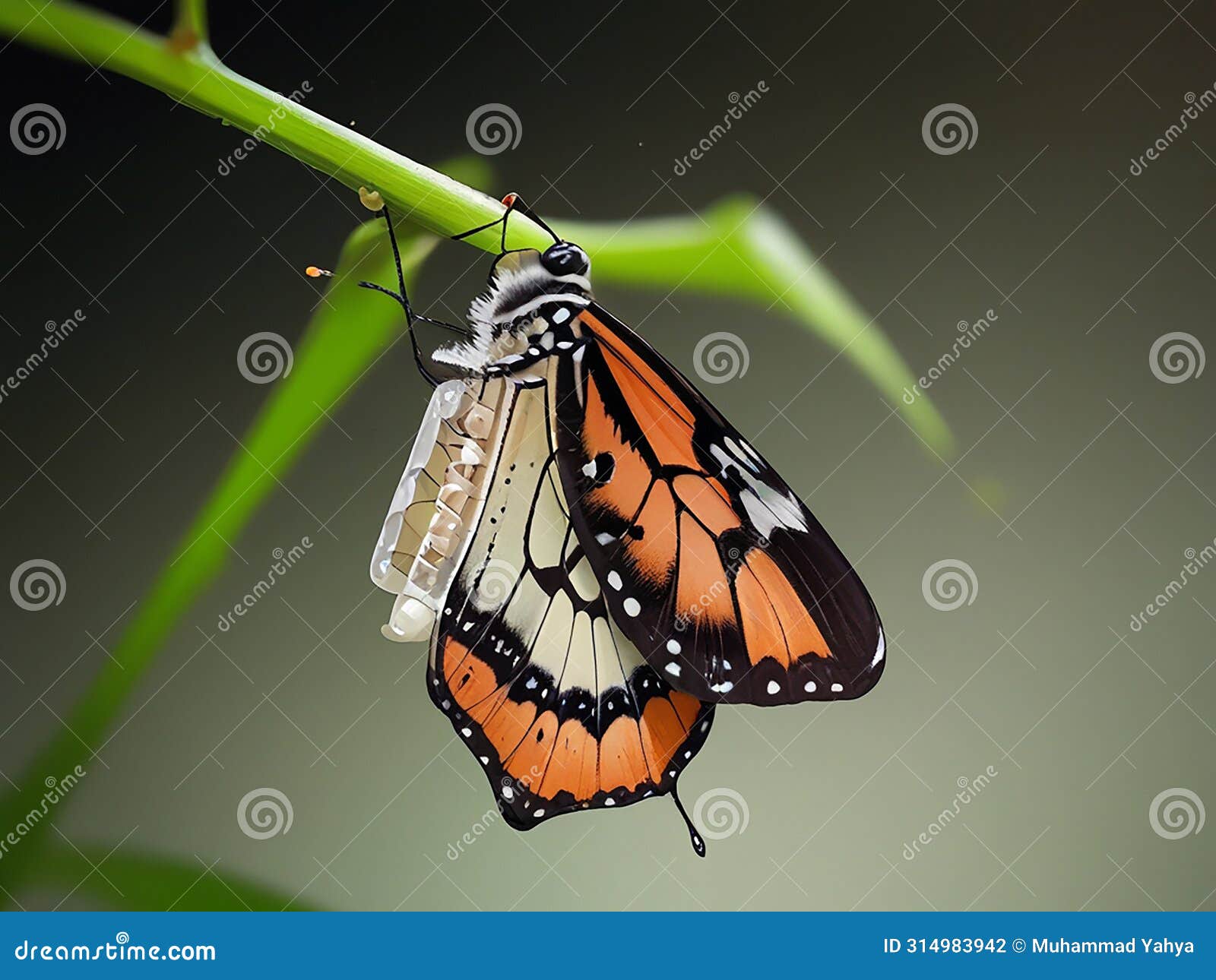 Illustration of a Butterfly First Emerging from Its Cocoon Stock ...