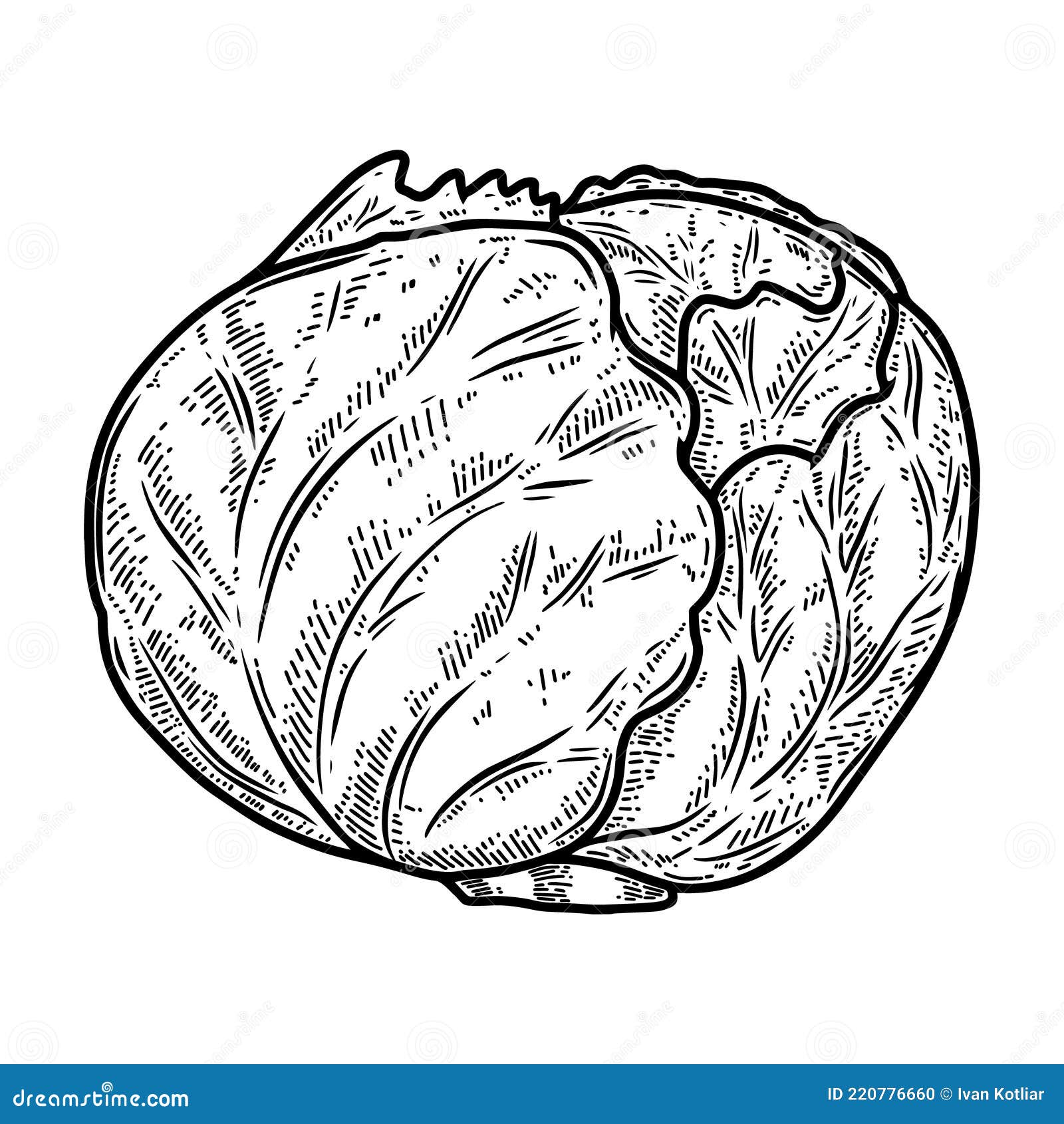 Illustration of Cabbage in Engraving Style. Design Element for Logo ...