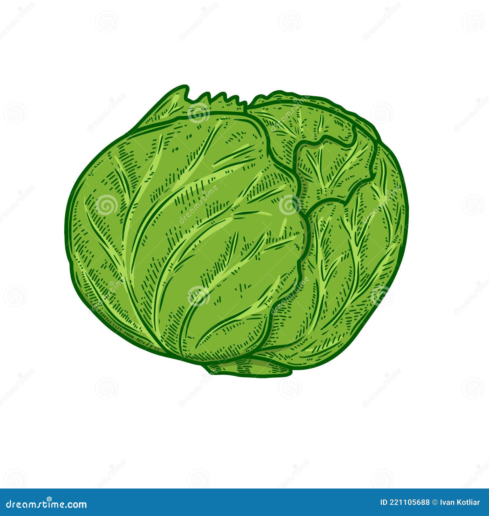 Illustration of Cabbage in Engraving Style. Design Element for Logo ...