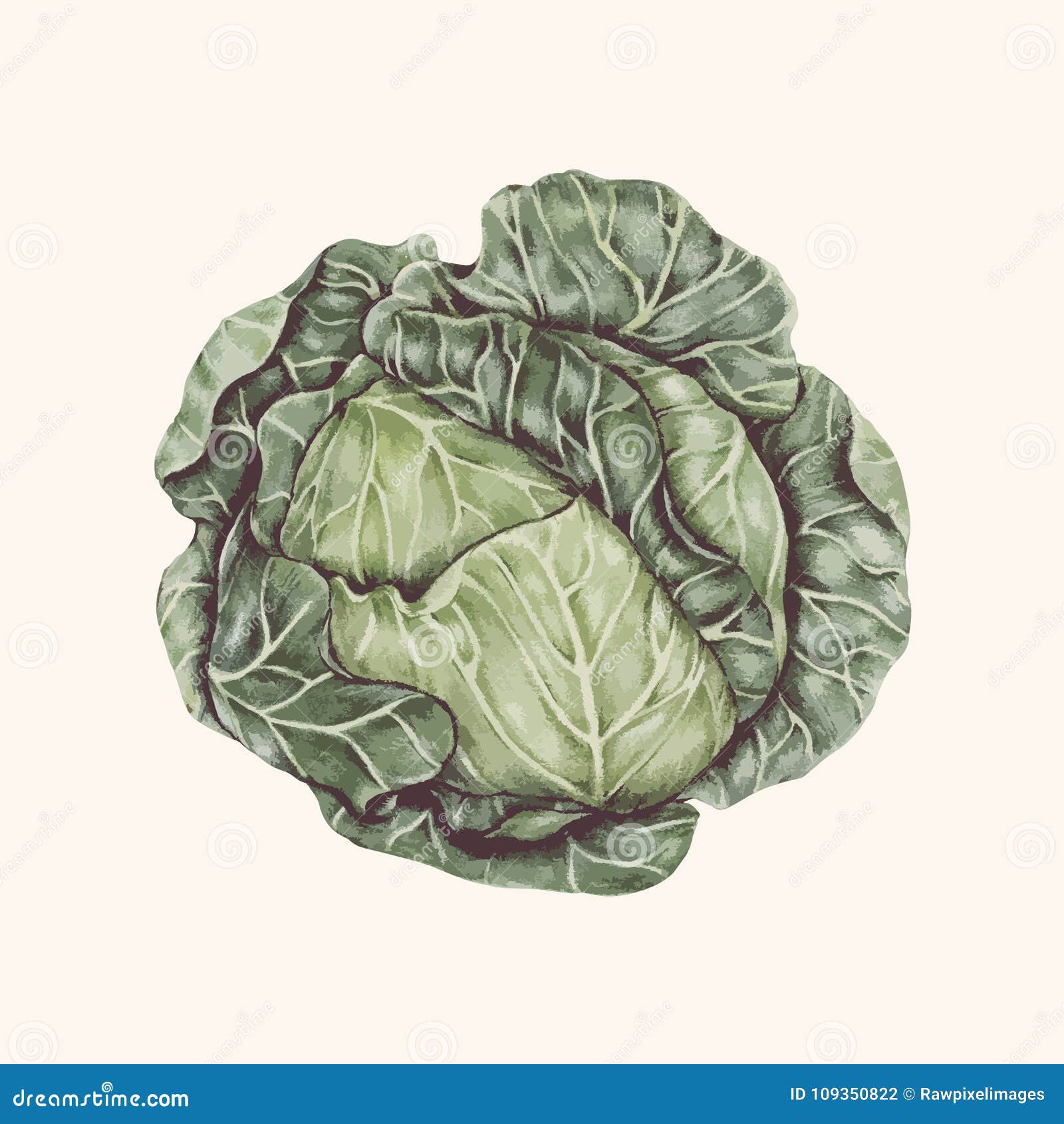 Illustration of Cabbage Vegetable Isolated Stock Illustration ...