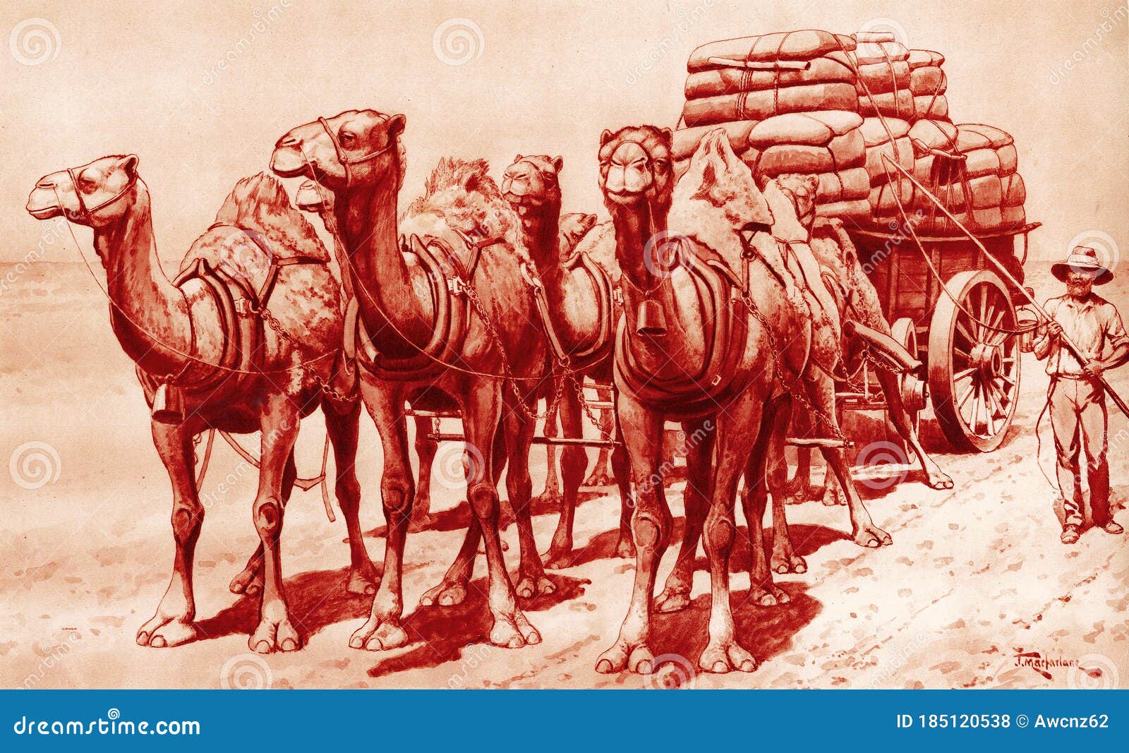 Illustration of a Camel Train in the Australian Outback Stock ...