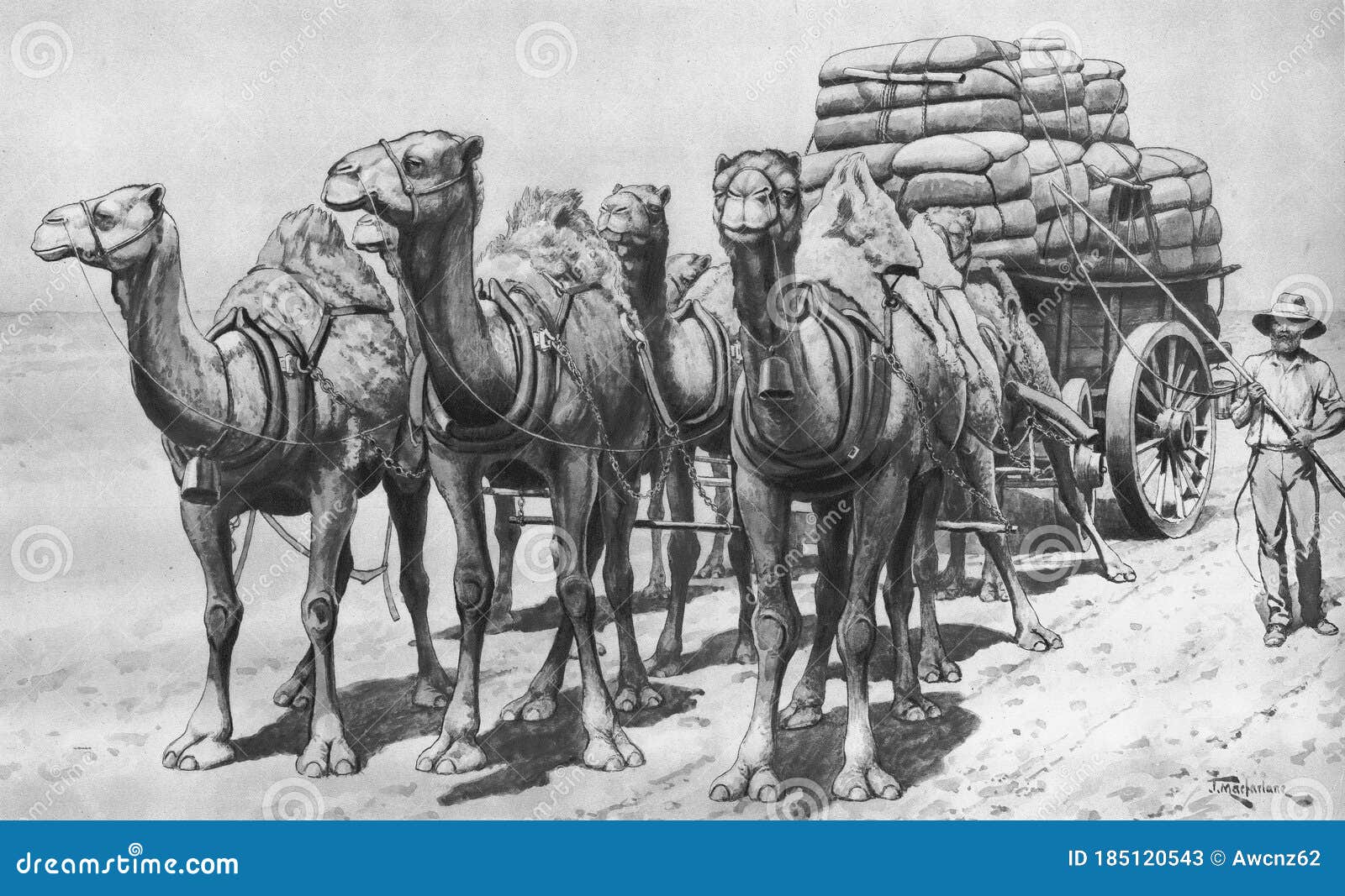 Illustration of a Camel Train in the Australian Outback Stock ...