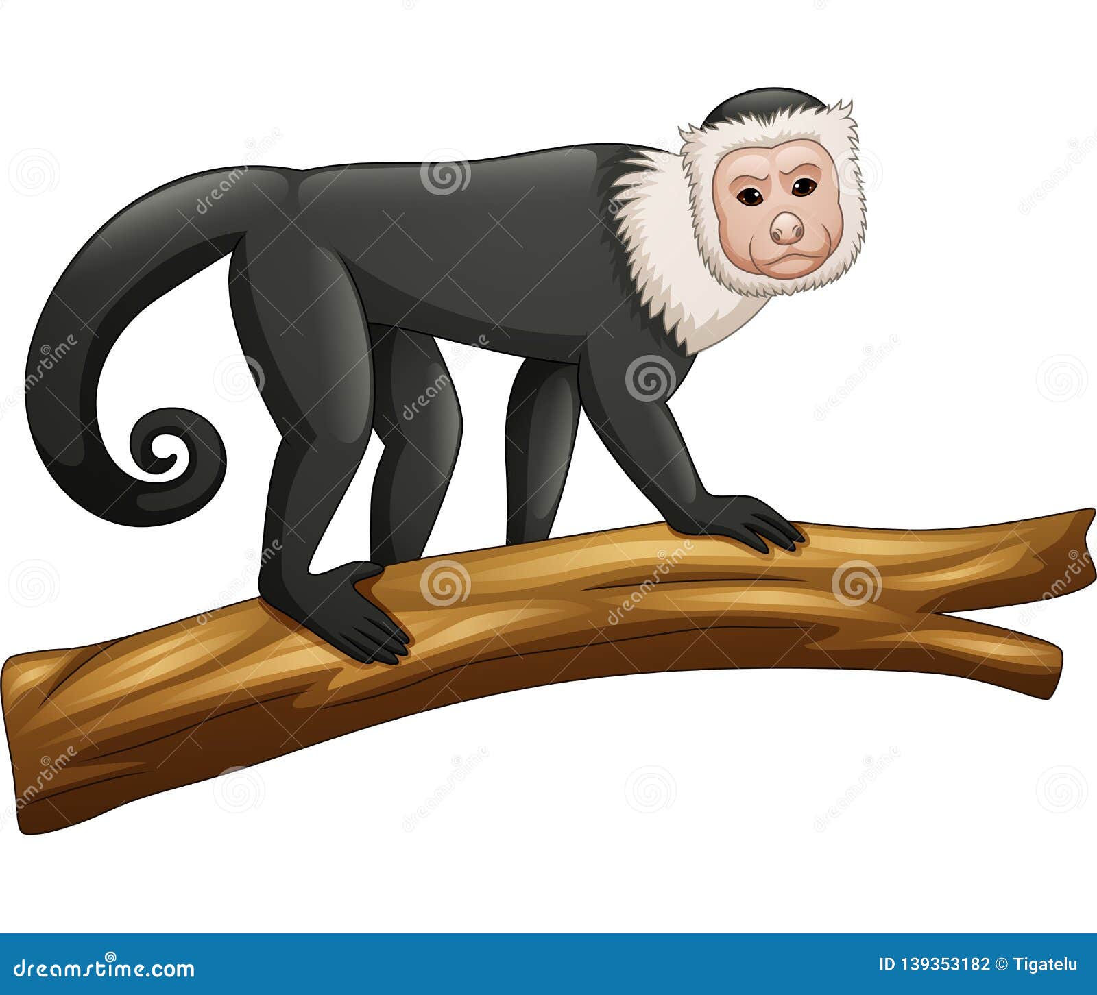 Capuchin, Monkey - Capuchin Face Head Isolated On White Vector ...