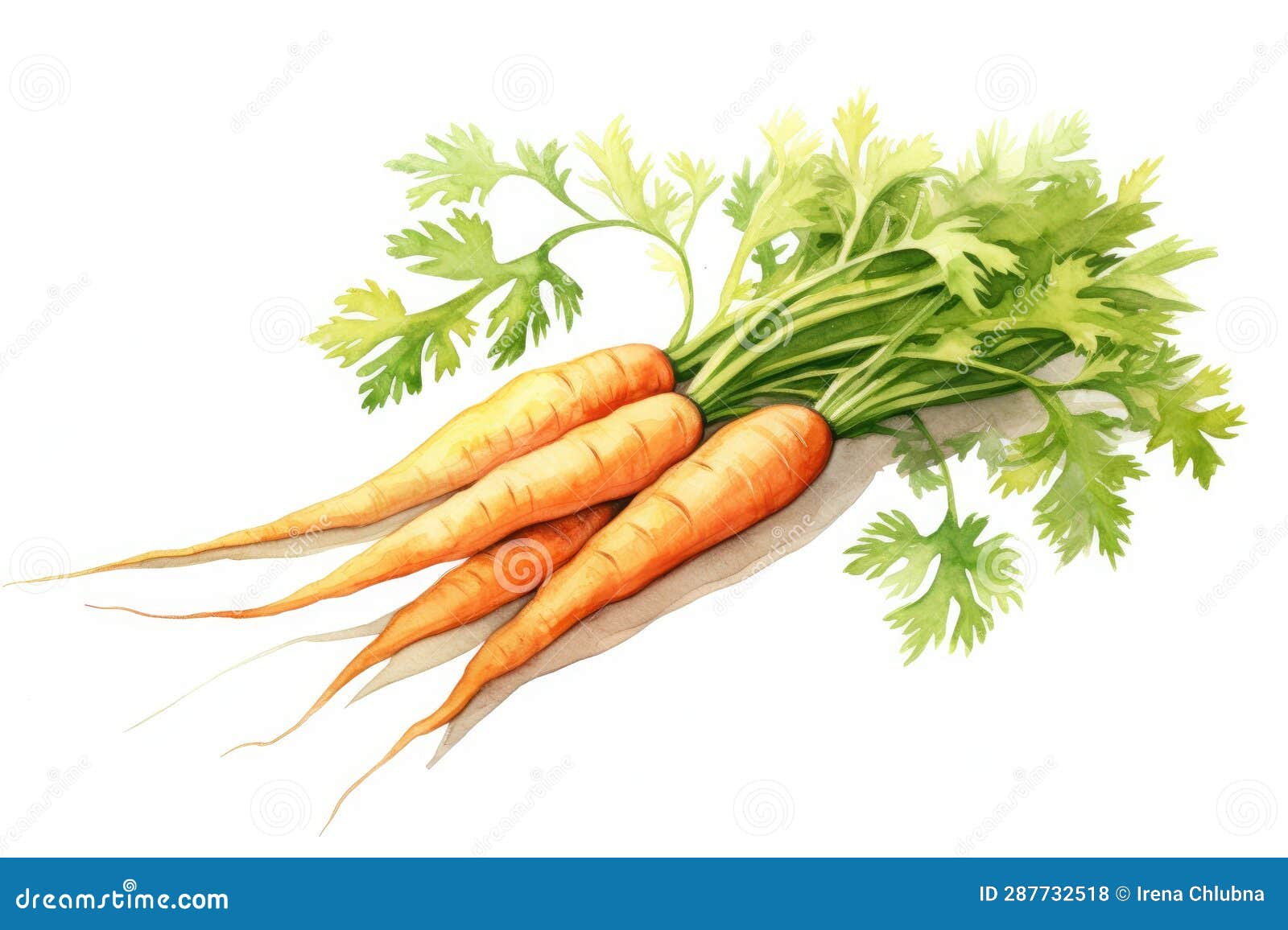 Illustration of Carrot Close Up Stock Illustration - Illustration of ...