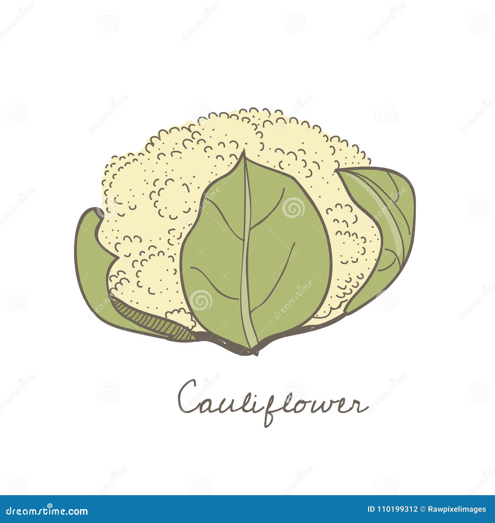 Illustration of a Cauliflower Drawing Stock Illustration - Illustration ...