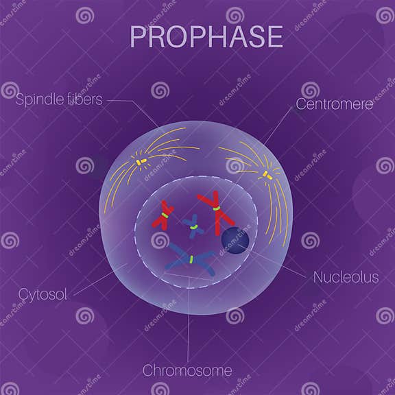 The Cell Cycle -Prophase stock vector. Illustration of prophase - 133837817