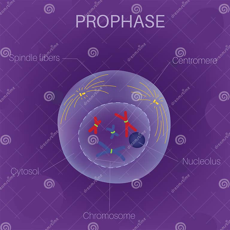 The Cell Cycle -Prophase stock vector. Illustration of prophase - 133837817