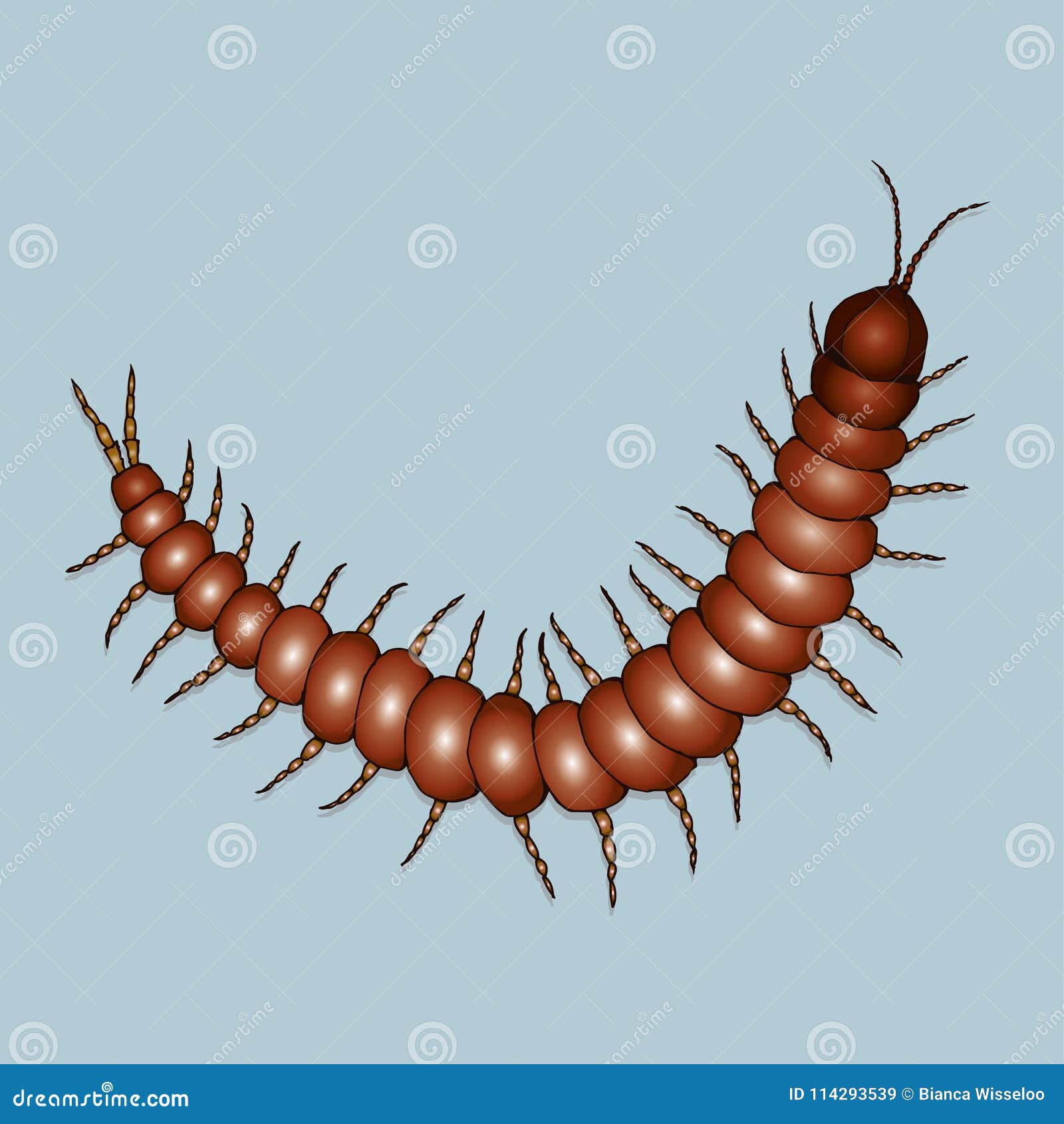 An Illustration of a Centipede in Color Stock Vector - Illustration of ...