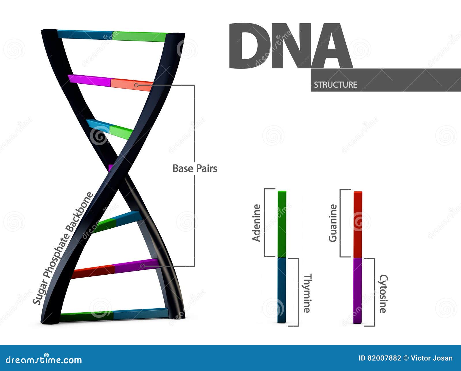 Illustration Chemical Structure of DNA on White Background Stock ...