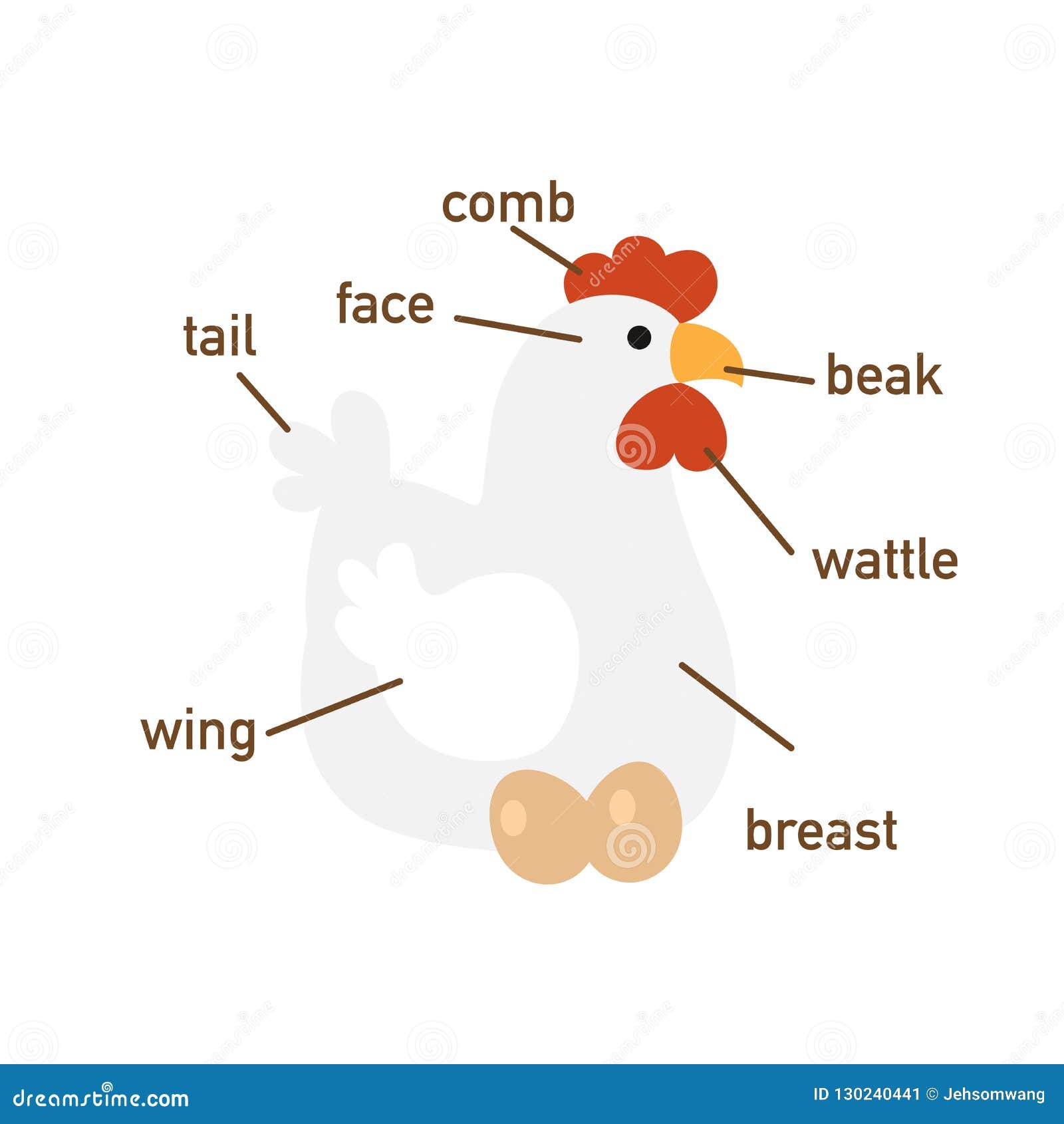 Chicken Vocabulary Part of Body.vector Stock Vector - Illustration of ...