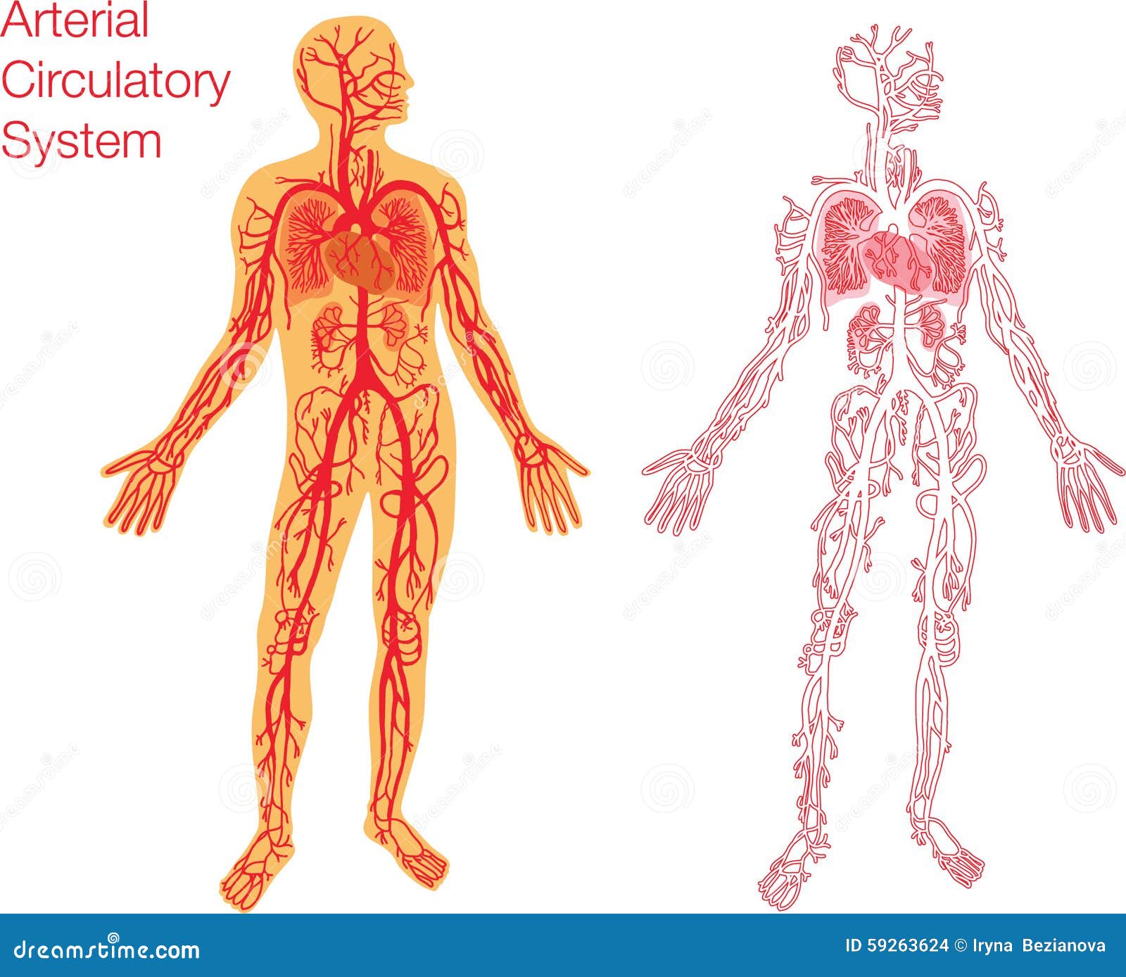 Circulatory System Vector Illustration Cartoondealer The Best Porn