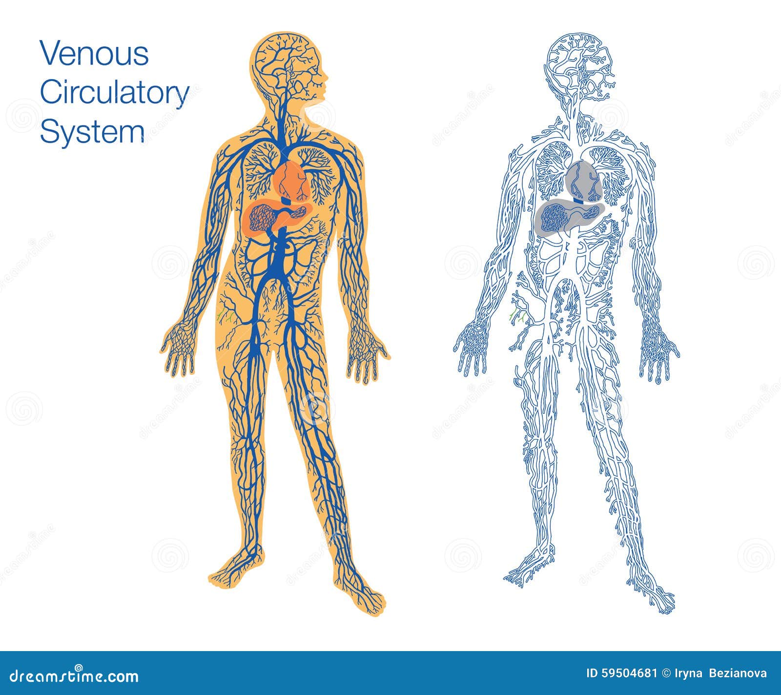 Illustration Of Circulatory System Cartoon Vector | CartoonDealer.com ...