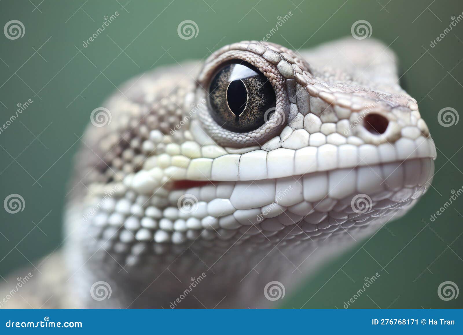Close Up of a Gecko Looking at the Camera with a Green Background Stock ...