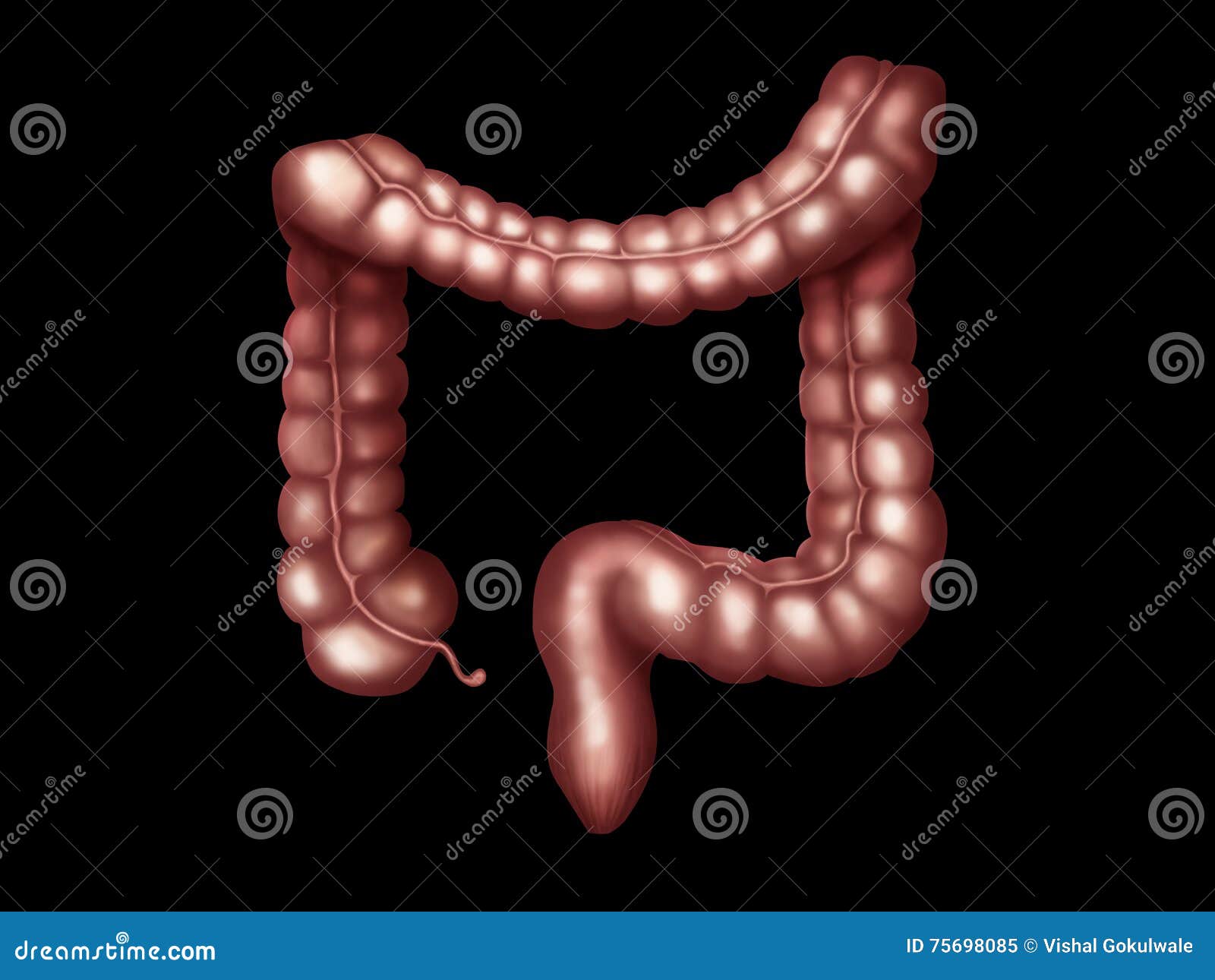 Illustration of the colon stock illustration. Illustration of human ...