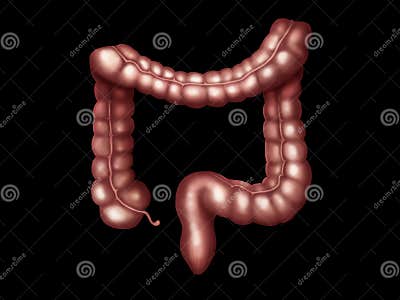 Illustration of the colon stock illustration. Illustration of human ...