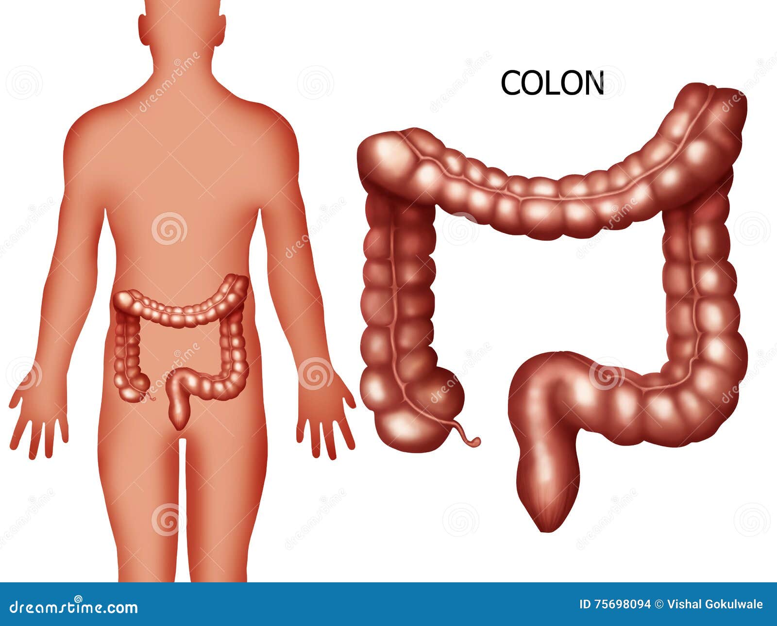Illustration of the colon stock illustration. Illustration of rectum ... Illustration of the colon stock illustration. Illustration of rectum ...
