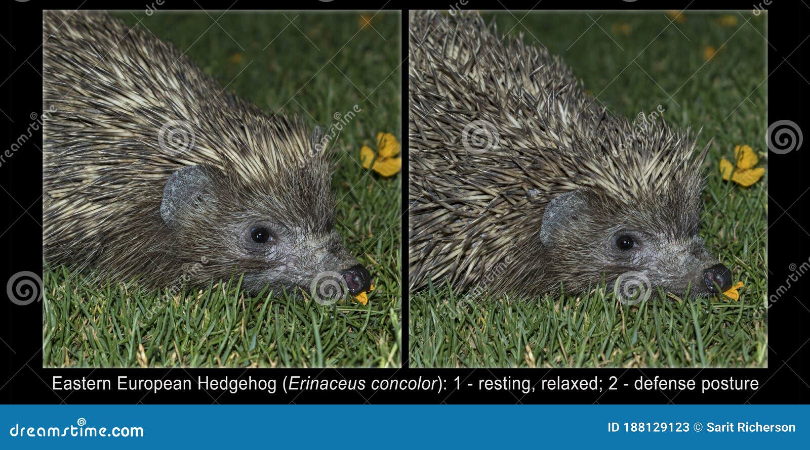 Illustration Comparing Eastern European Hedgehog in Relaxed and Defense ...