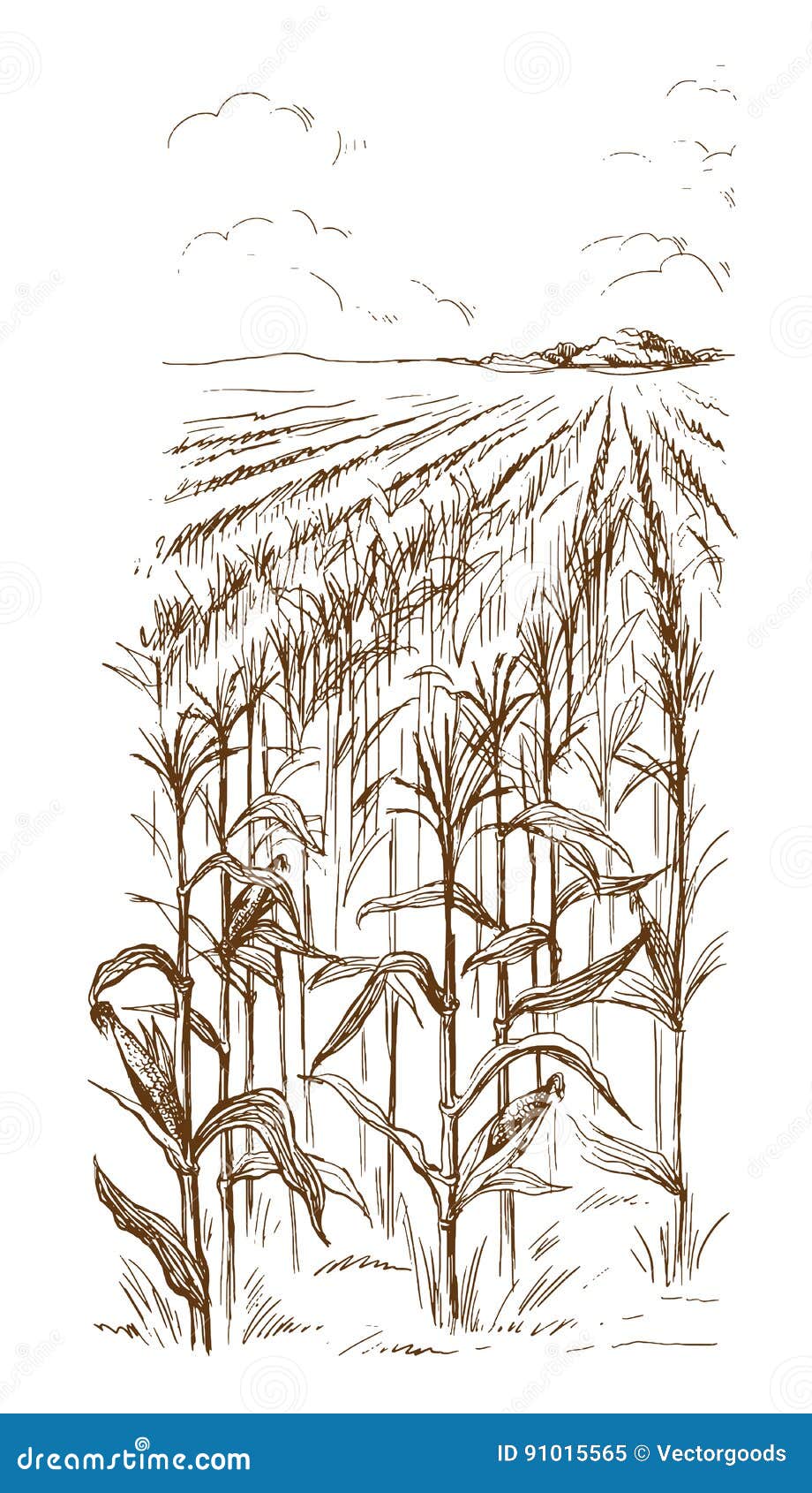 Illustration of Cornfield Grain Stalk Sketch Stock Vector ...
