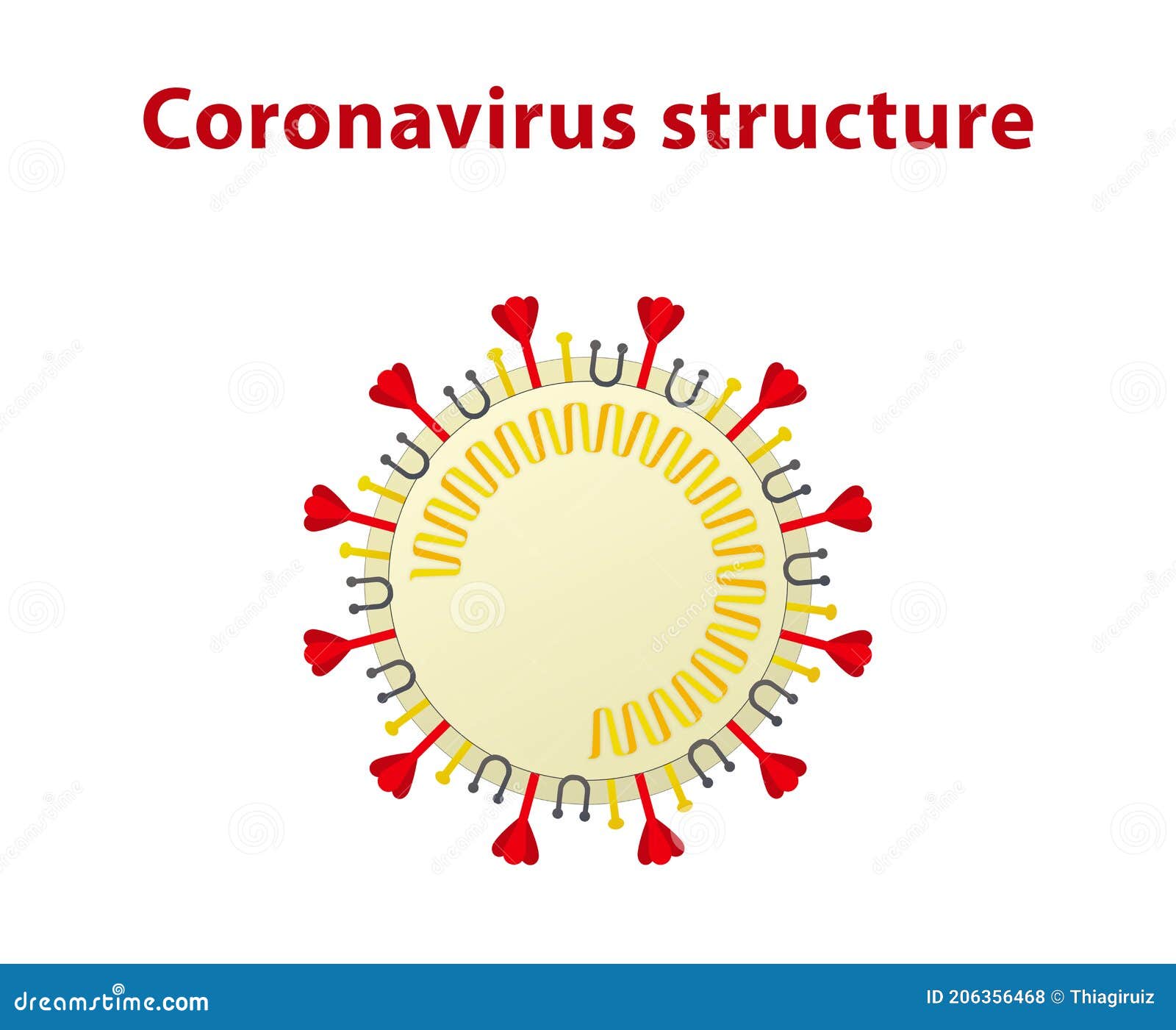 Illustration of Coronavirus Structure. White Background. Stock ...