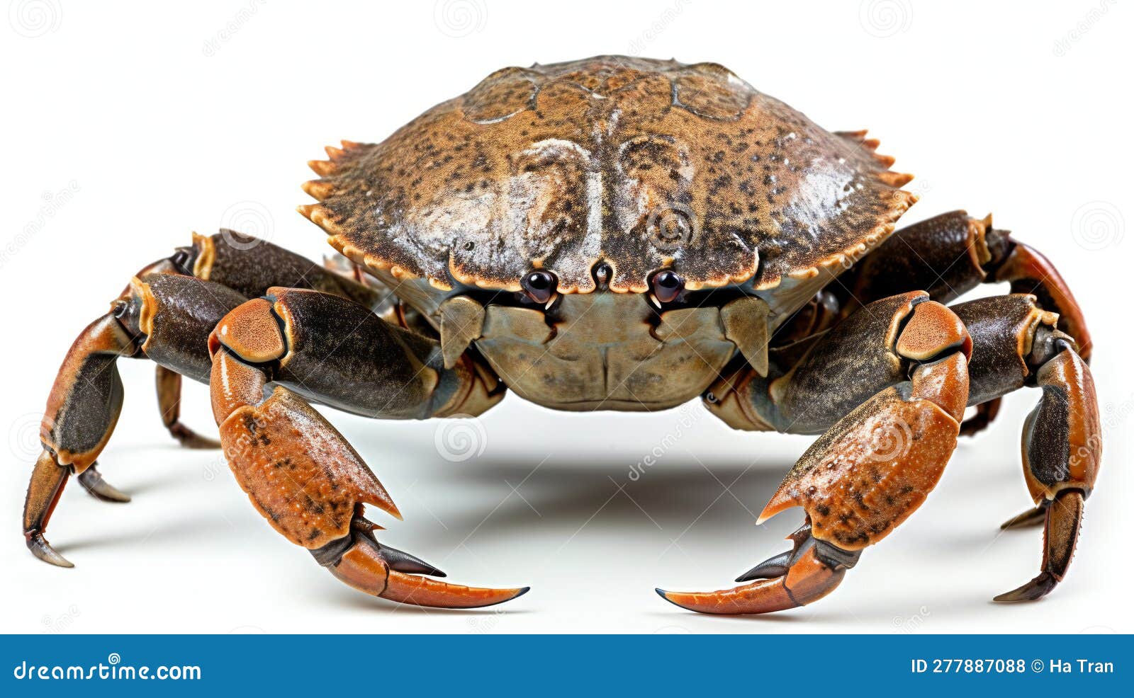 Crab Isolated on White Background, Clipping Paths Included Stock ...