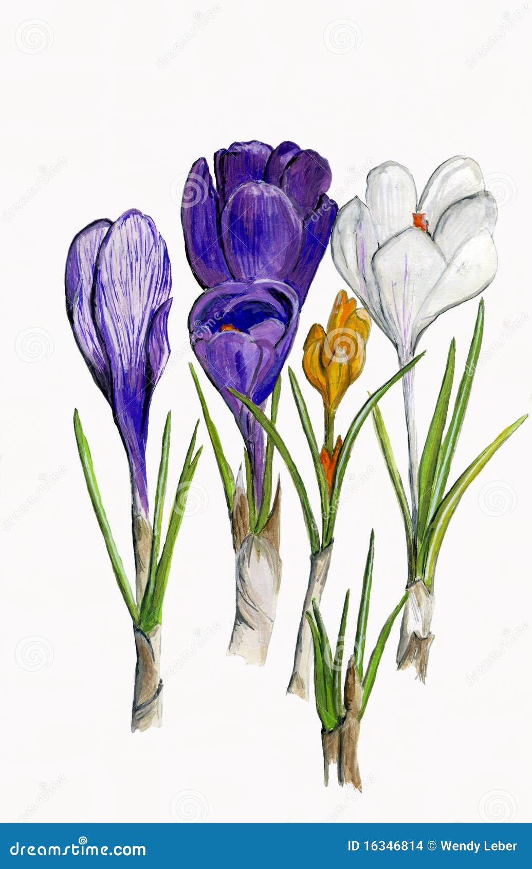 Illustration Crocus Flowers Stock Illustration - Illustration of ...