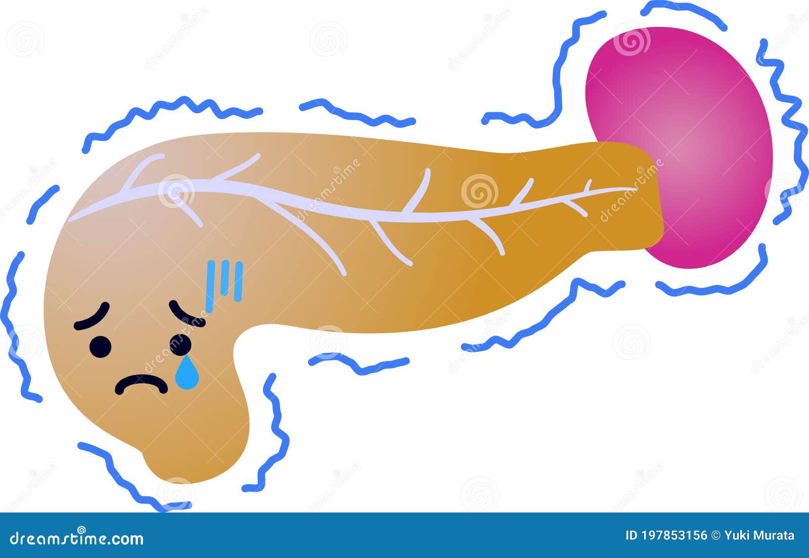 Illustration of a Cute Gradation Pancreas and Spleen Stock Vector ...