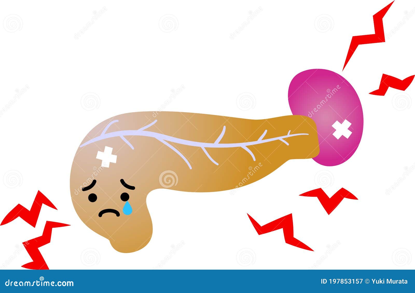 Illustration of a Cute Gradation Pancreas and Spleen Stock Vector ...