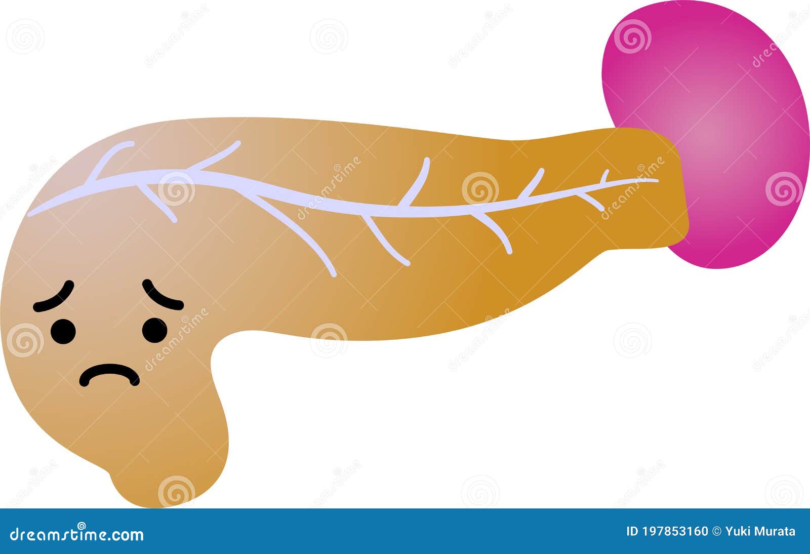 Illustration of a Cute Gradation Pancreas and Spleen Stock Vector ...