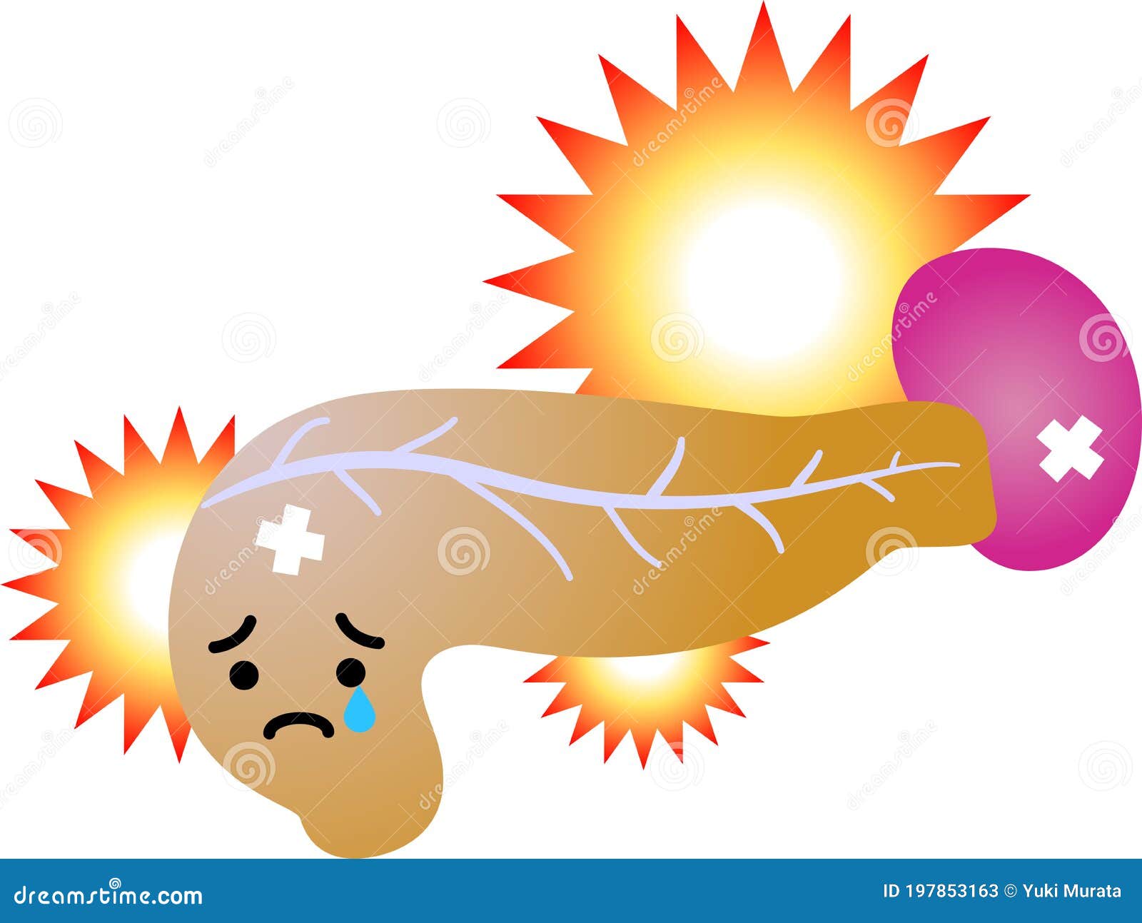 Illustration of a Cute Gradation Pancreas and Spleen Stock Vector ...