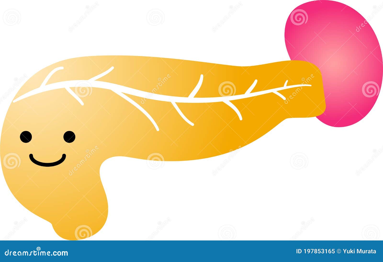 Illustration of a Cute Gradation Pancreas and Spleen Stock Vector ...