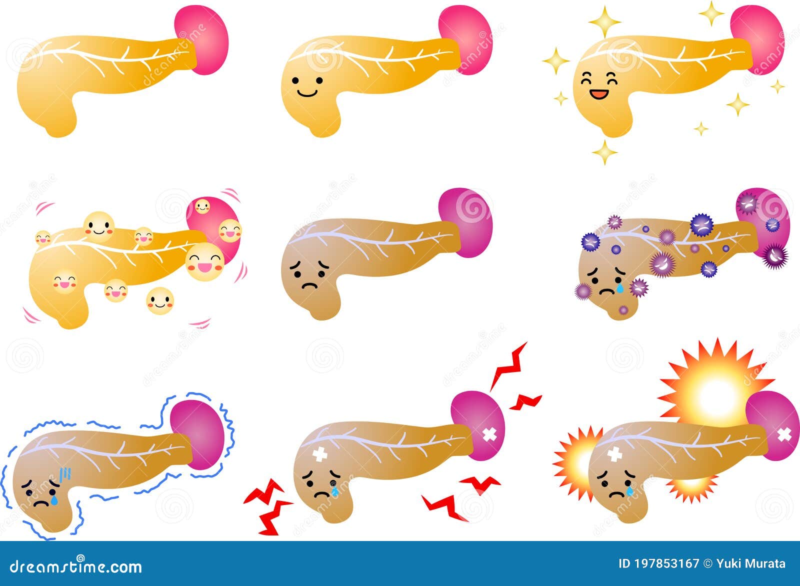 Illustration of a Cute Gradation Pancreas and Spleen Set Stock Vector ...