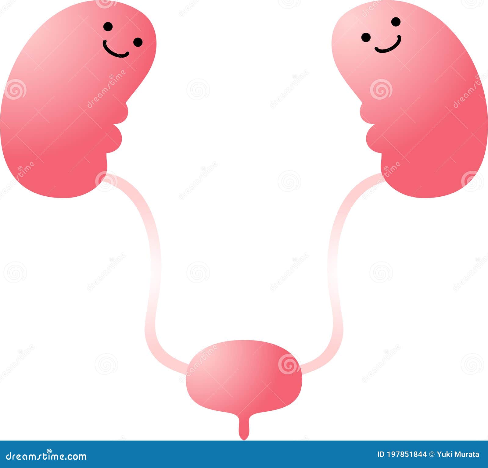 Illustration of Cute Gradation Kidney and Bladder Stock Vector ...
