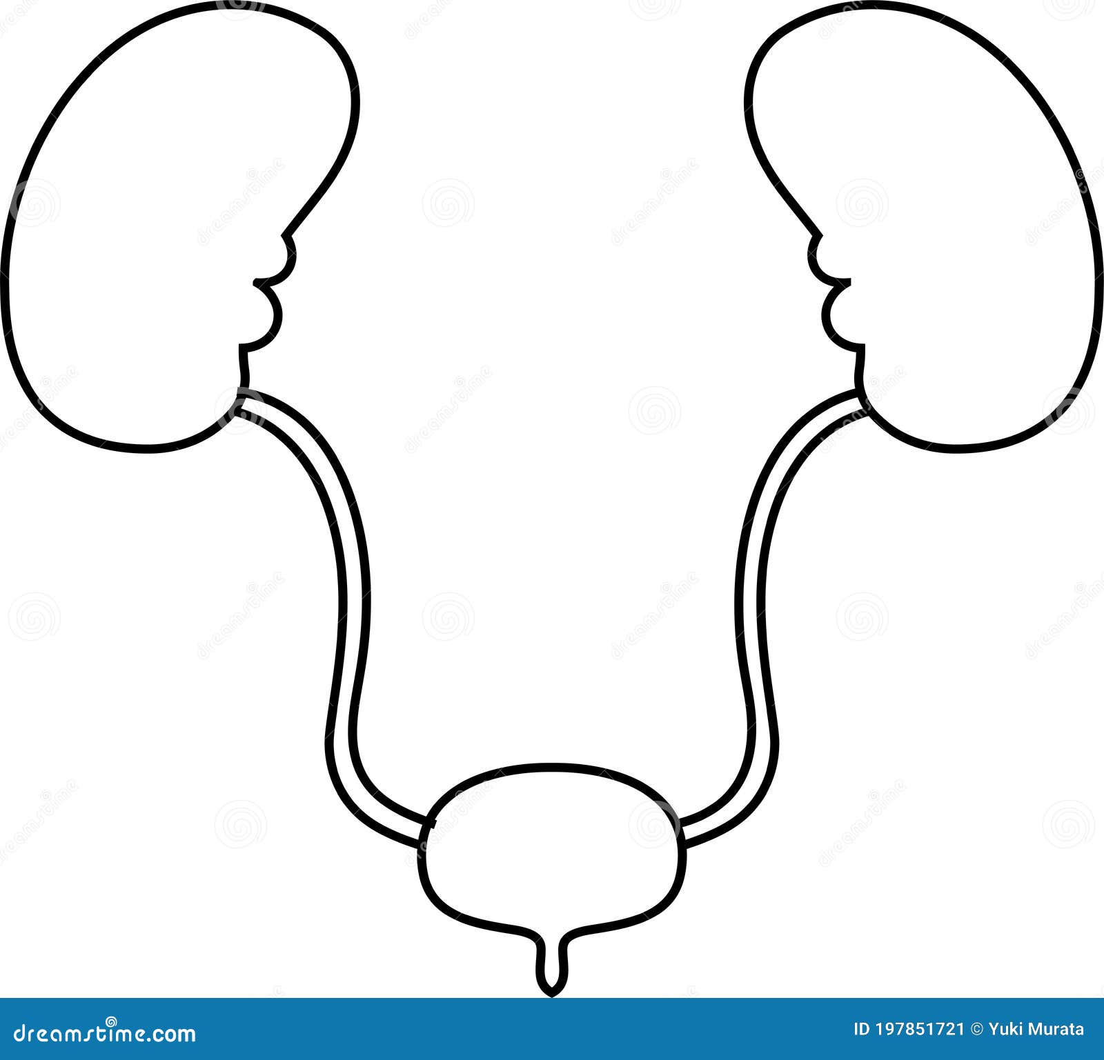 Illustration of Cute Kidney and Bladder Outline Stock Vector ...