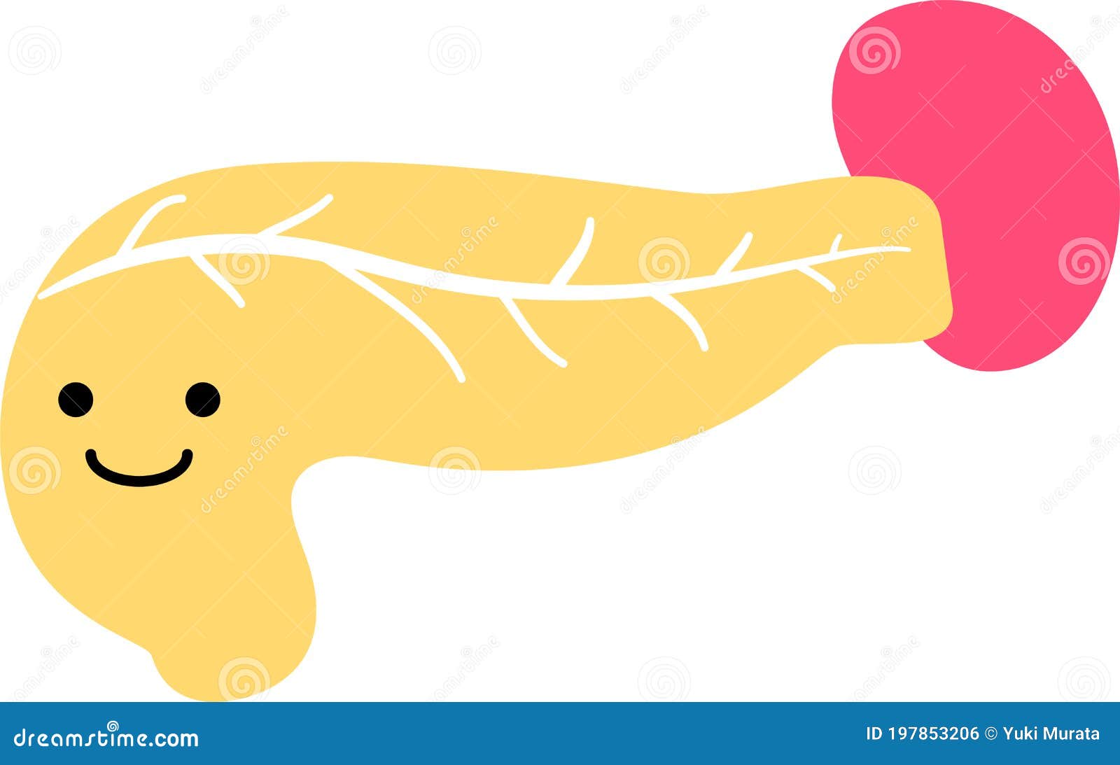 Illustration of a Cute Pancreas and Spleen Stock Vector - Illustration ...