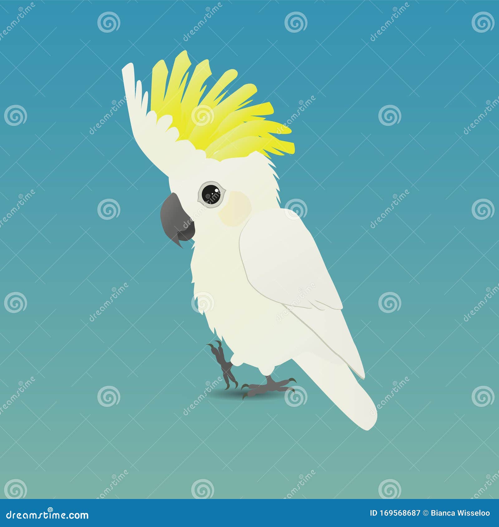 Sulphur-crested Cockatoo Parrot, Cacatua Galerita, With Crest Up In ...