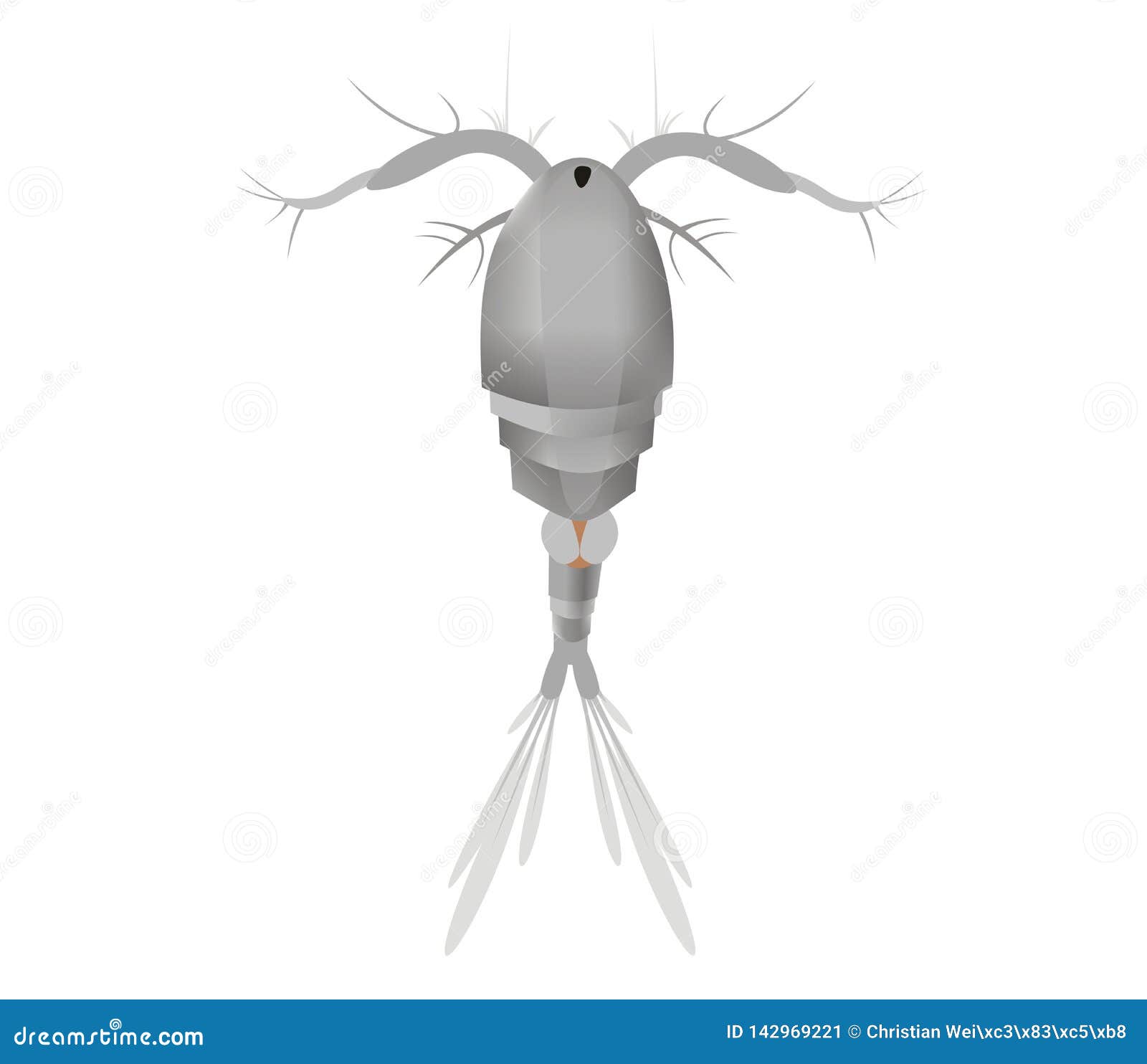 Illustration of a Cyclops Freshwater Copepod Stock Vector ...
