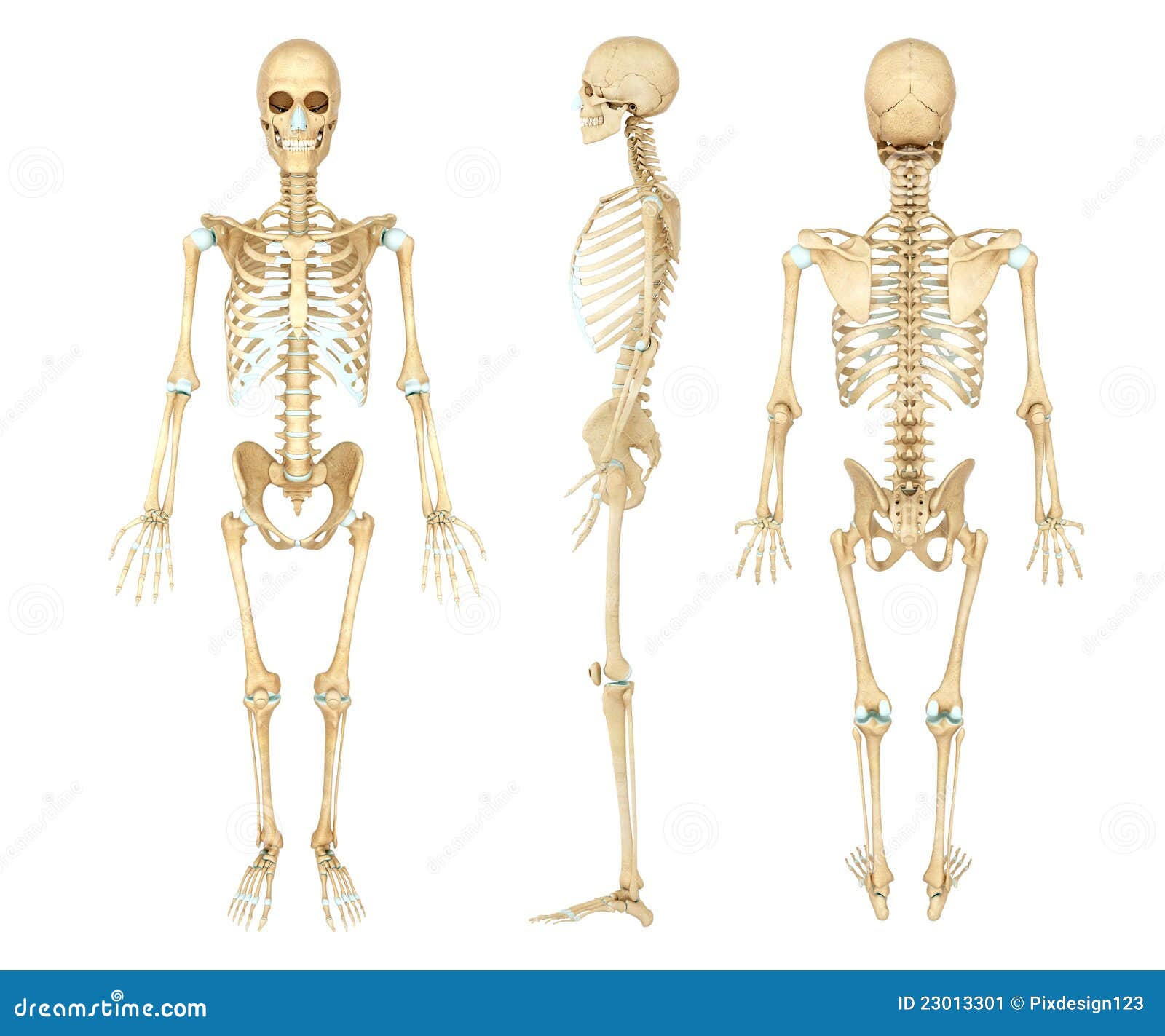Illustration D'anatomie D'un Squelette Humain Illustration Stock ...